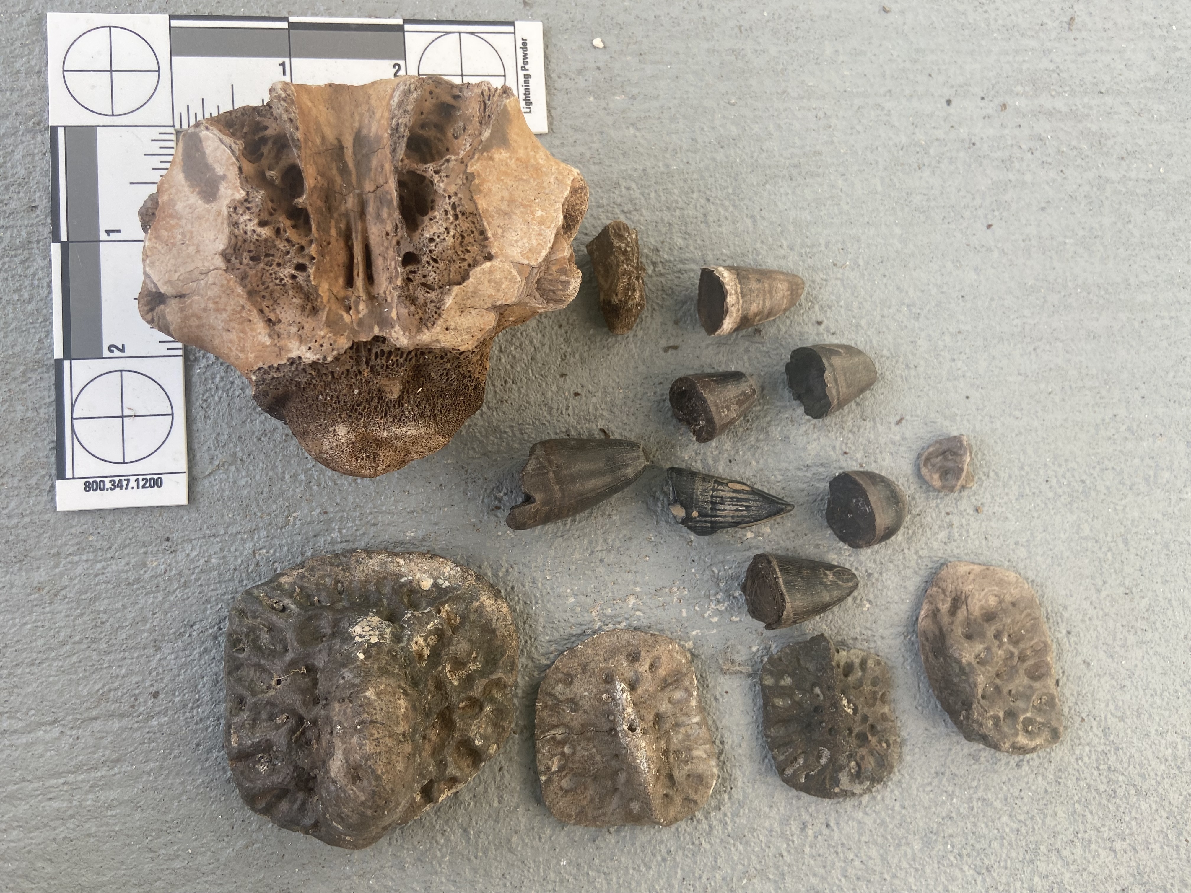 Peace River Diving Trips - February 24th/25th - Fossil Hunting Trips ...