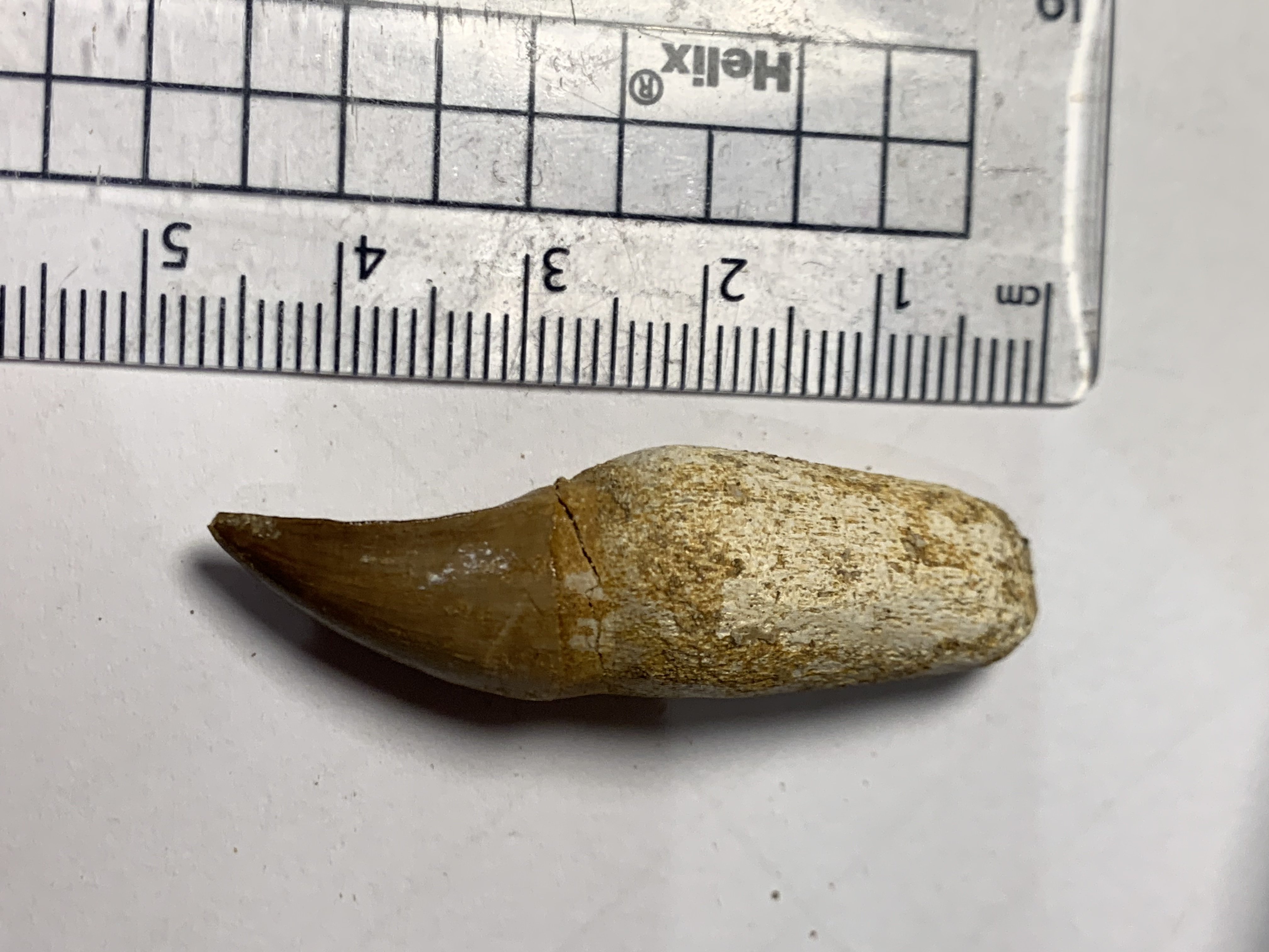 Moroccan mosasaur teeth #3 - Fossil ID - The Fossil Forum