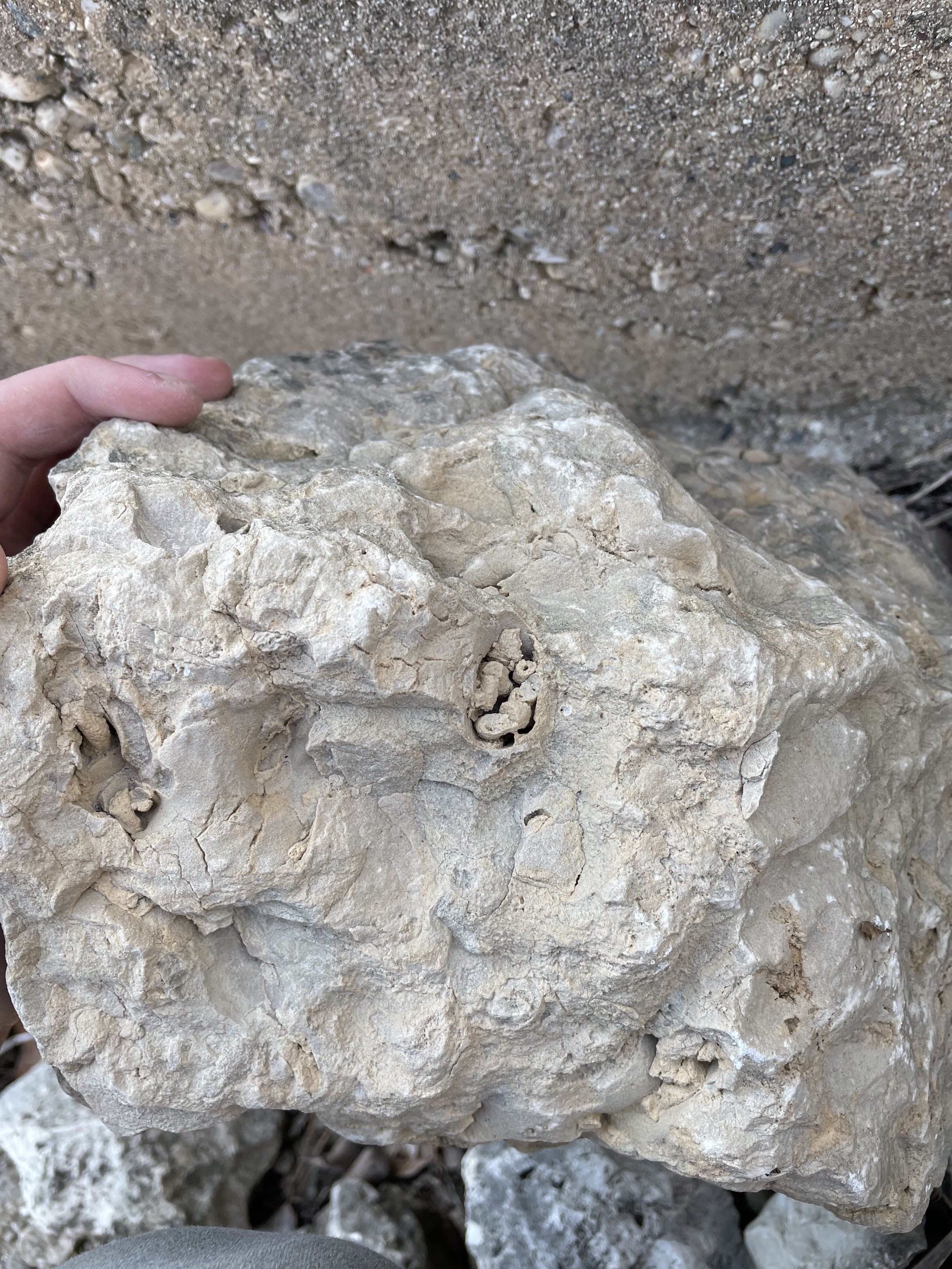 What kind of burrows are these? - Fossil ID - The Fossil Forum