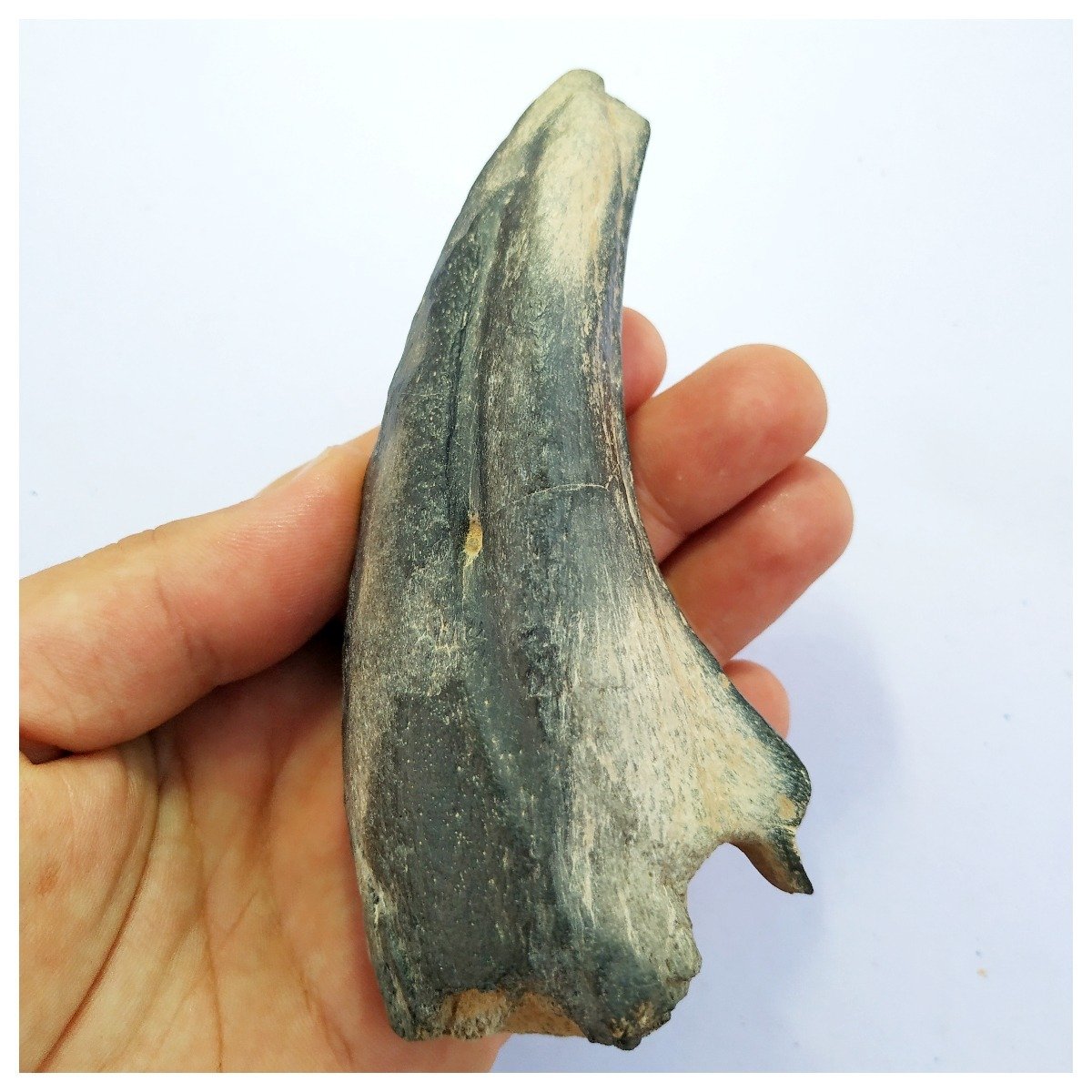 Suchomimus (?) foot and hand claws - Fossil ID - The Fossil Forum