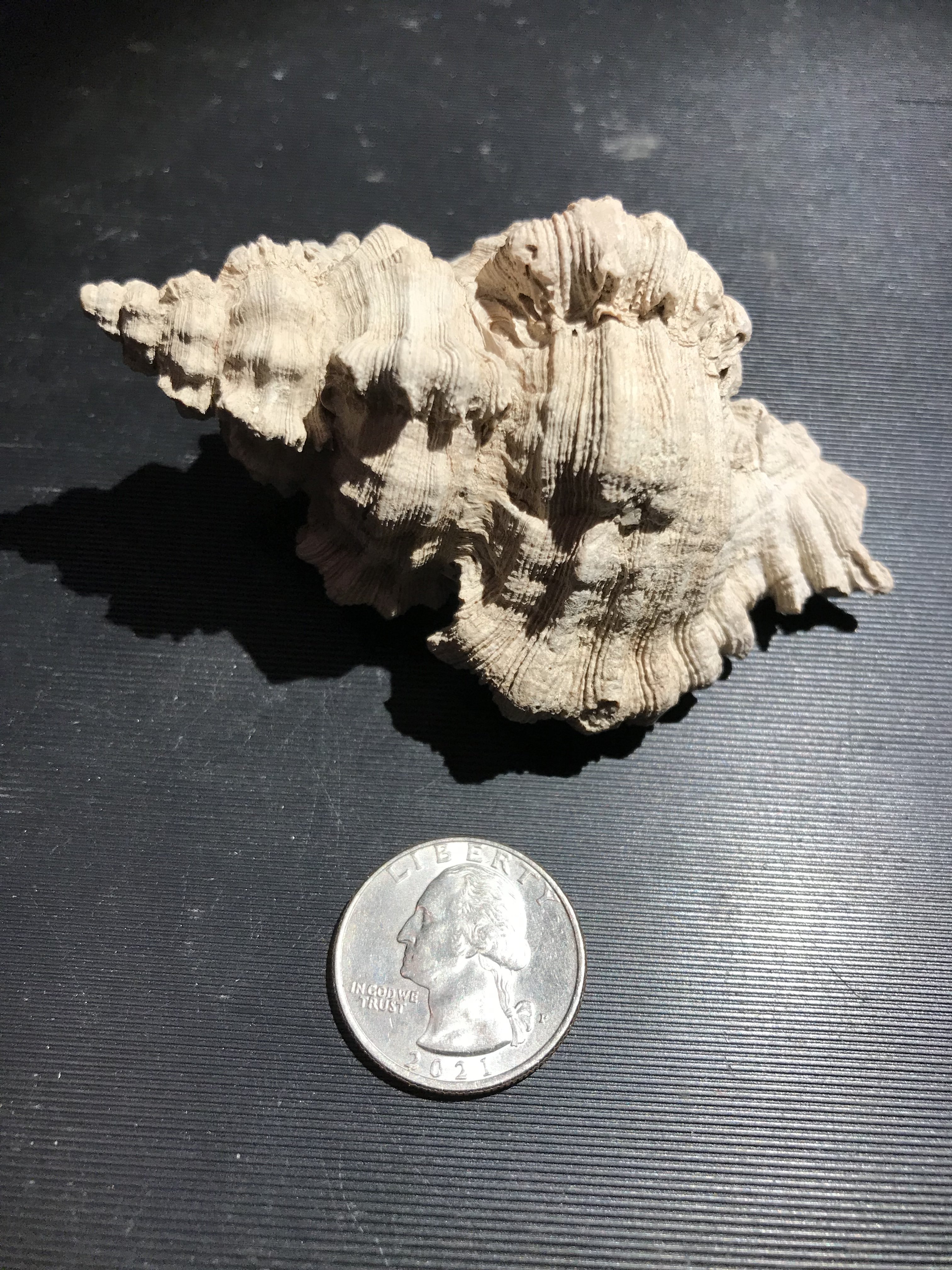 Is this Chicoreus judeae - Fossil ID - The Fossil Forum