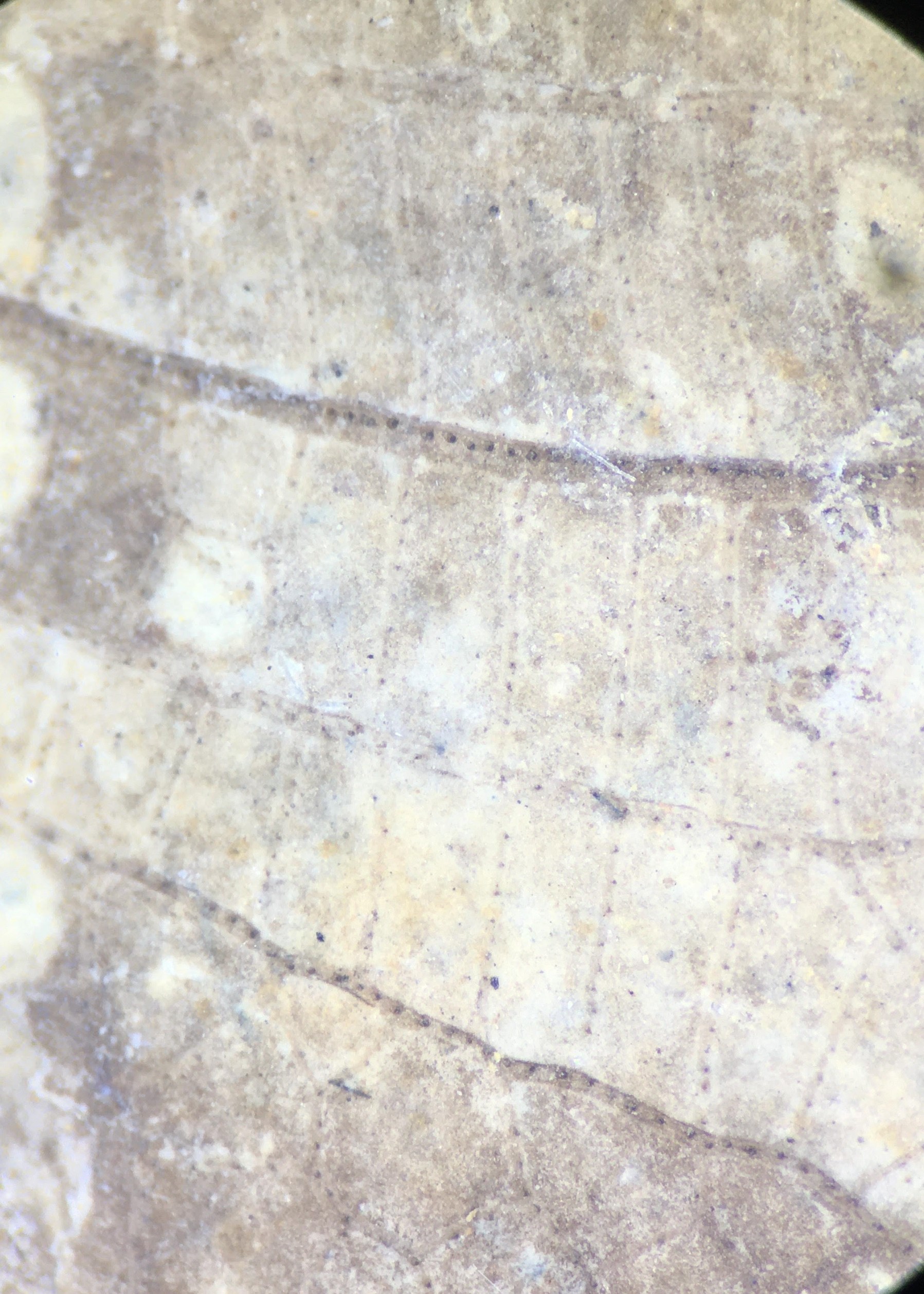 Partial Jurassic Neuroptera Insect with Beautiful Wing Preservation ...