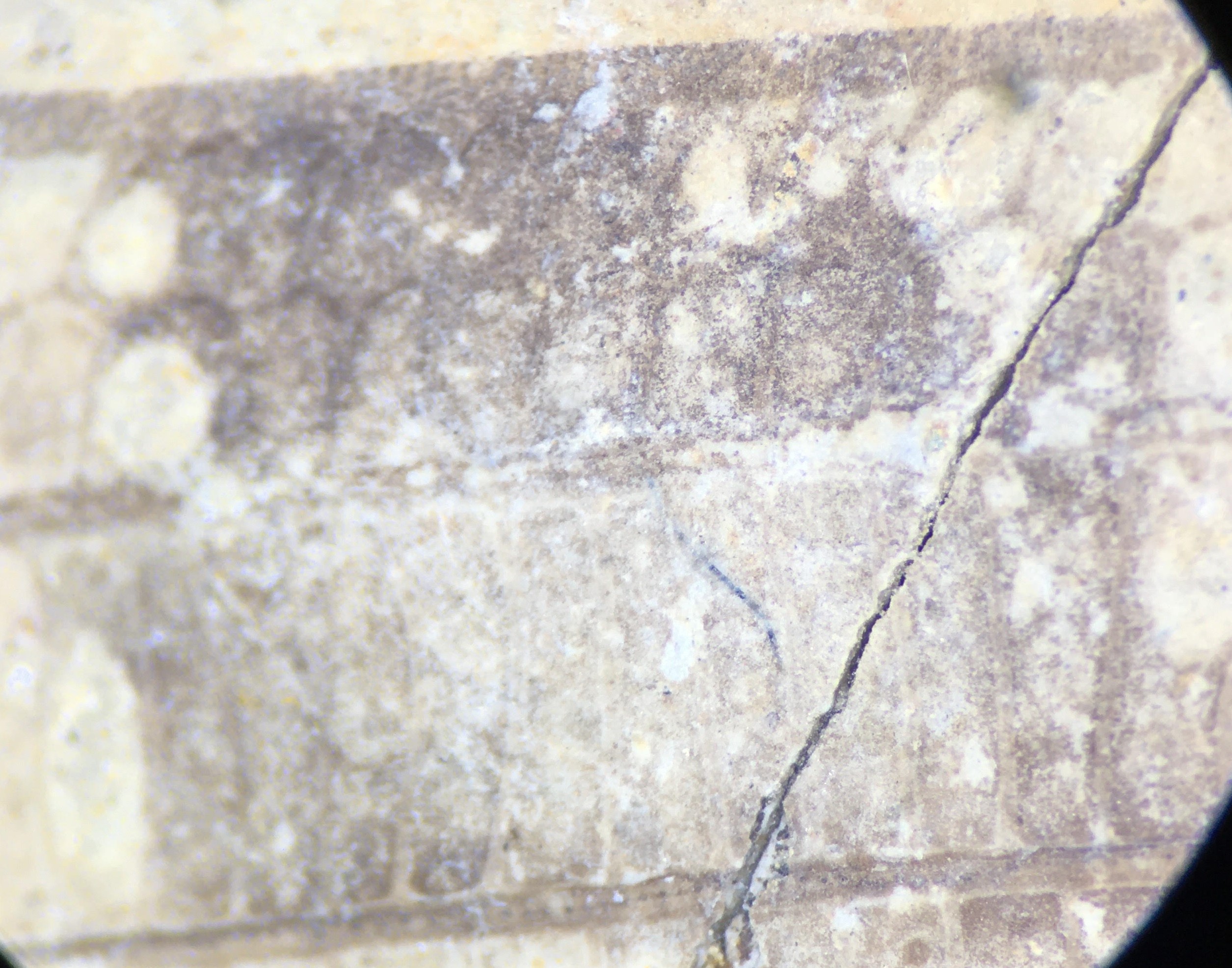 Partial Jurassic Neuroptera Insect with Beautiful Wing Preservation ...