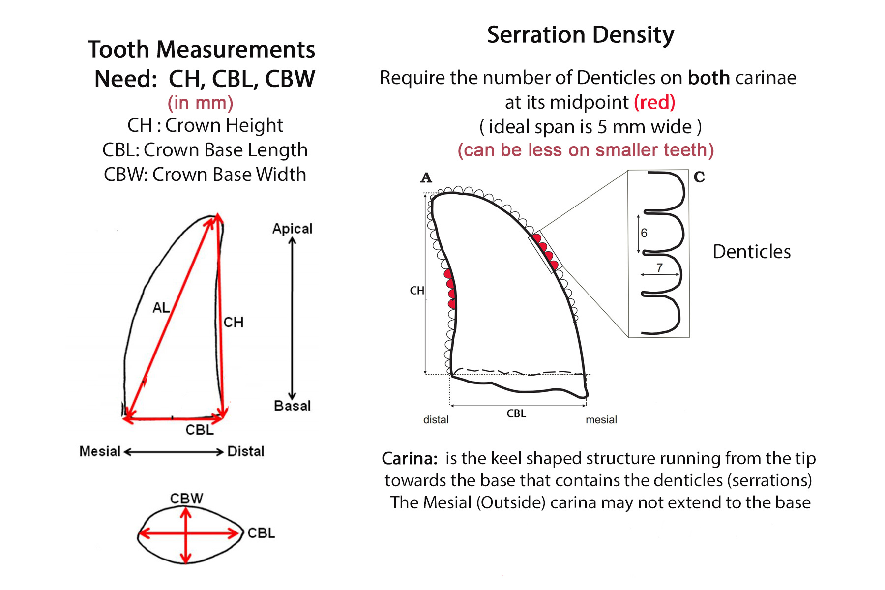 How do you find out serration density? - General Fossil Discussion ...