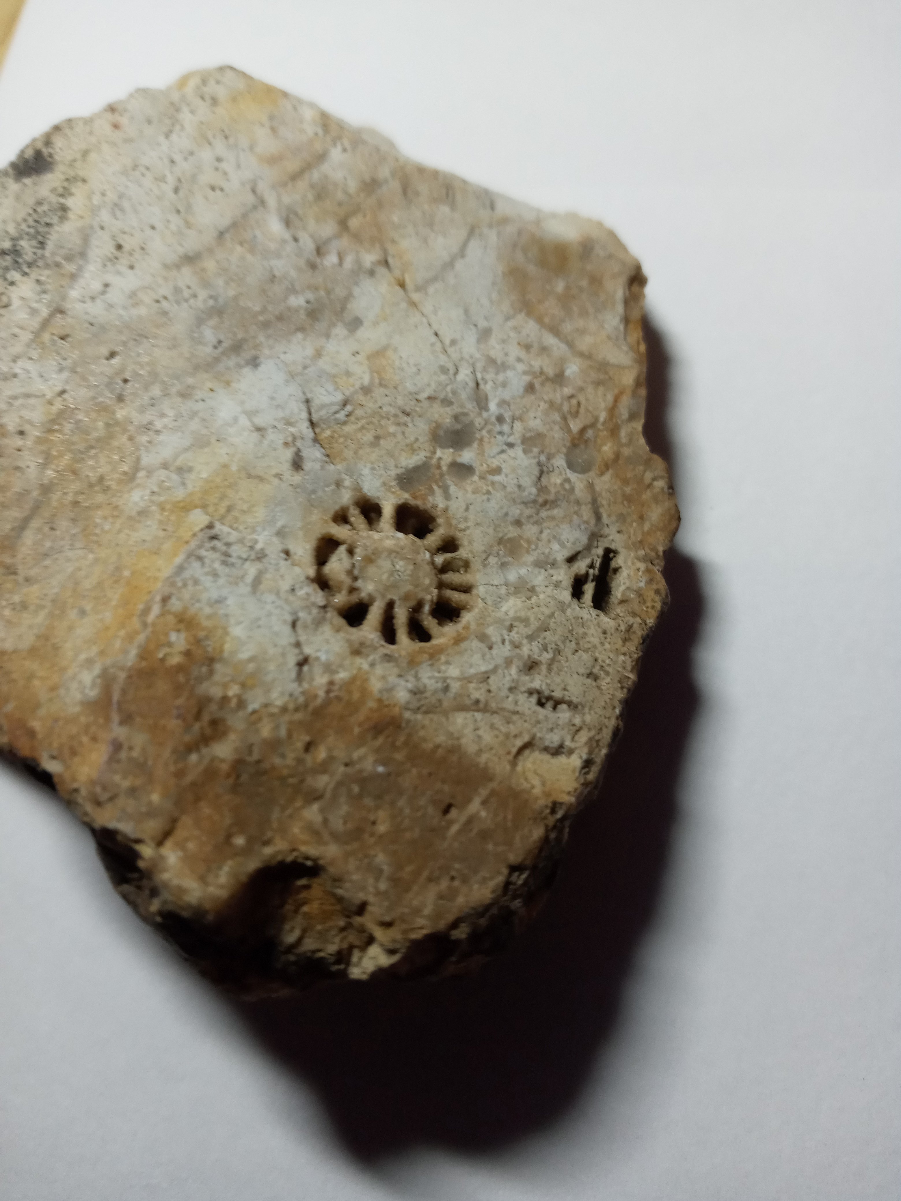 Fossil ????? - Fossil ID - The Fossil Forum