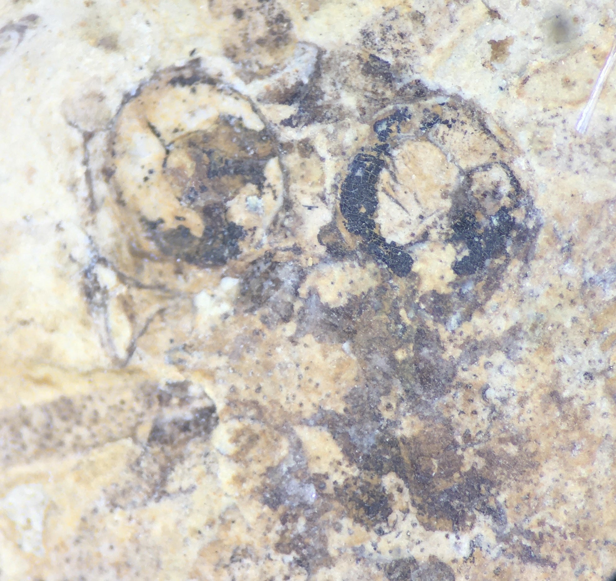 Partial Jurassic Neuroptera Insect with Beautiful Wing Preservation ...