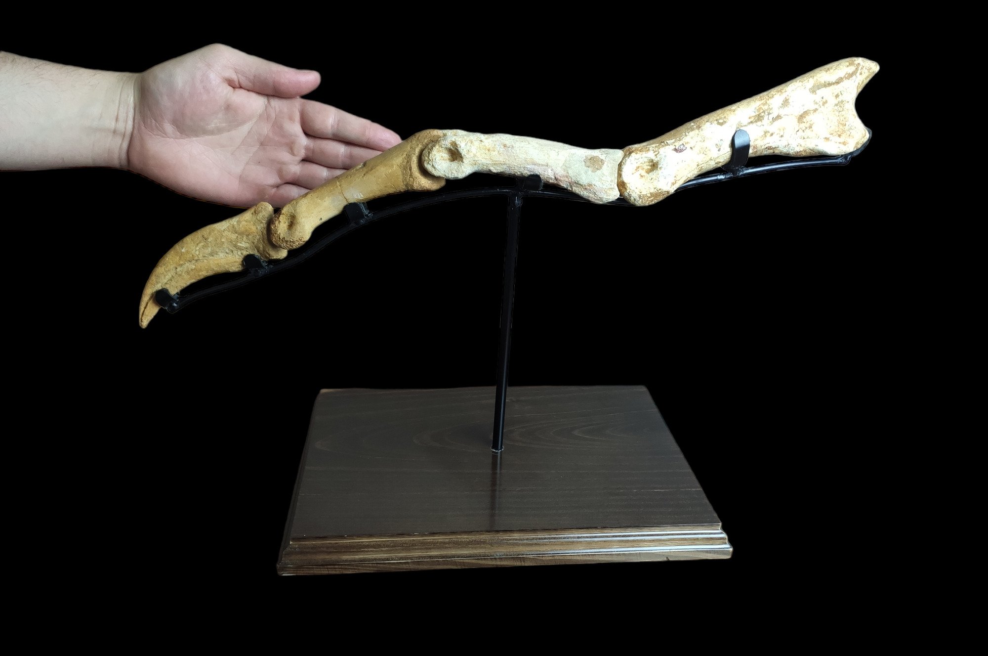Spinosaurus Aegyptiacus - complete natural finger? - Fossil ID - The ...