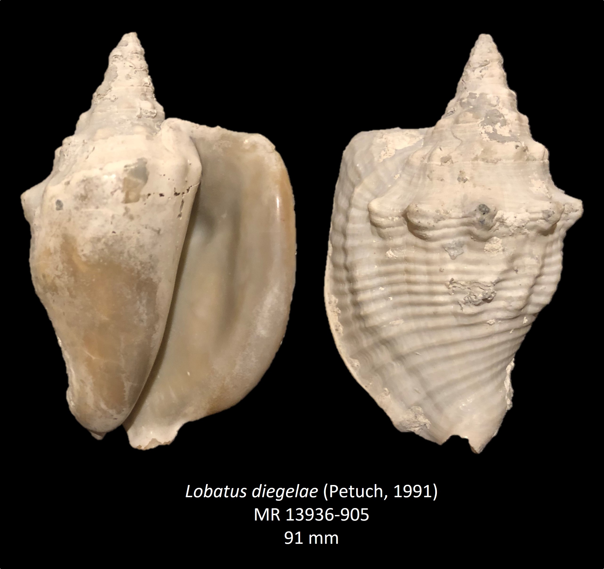 Lobatus (Strombus) diegelae - Gastropods - The Fossil Forum