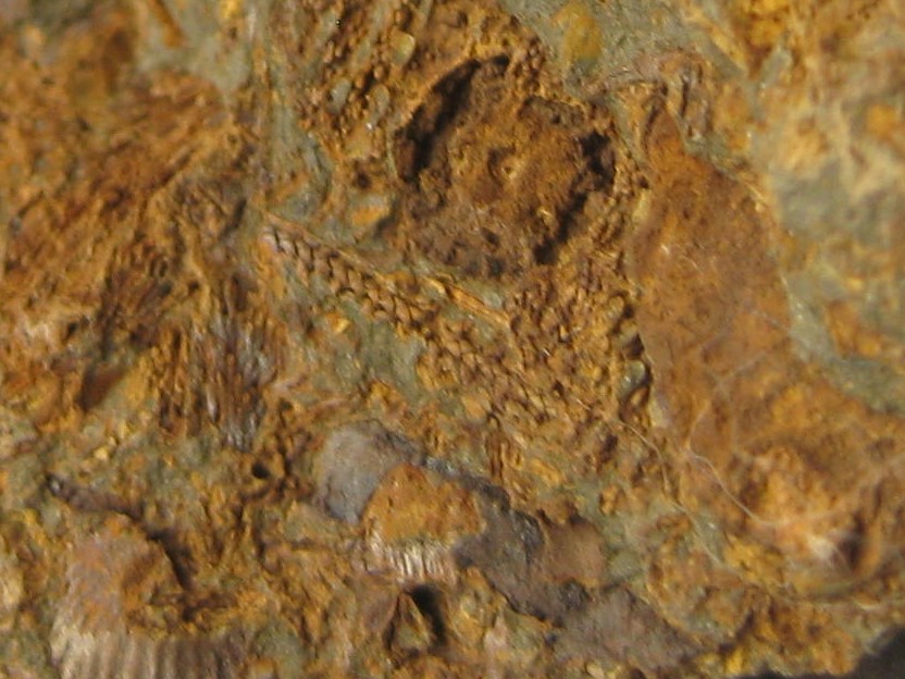 Ophiuroid ? - Fossil ID - The Fossil Forum
