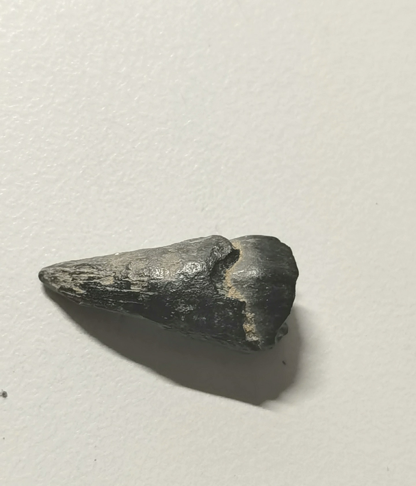 Brachauchenius lucasi from Mississippi? - Fossil ID - The Fossil Forum