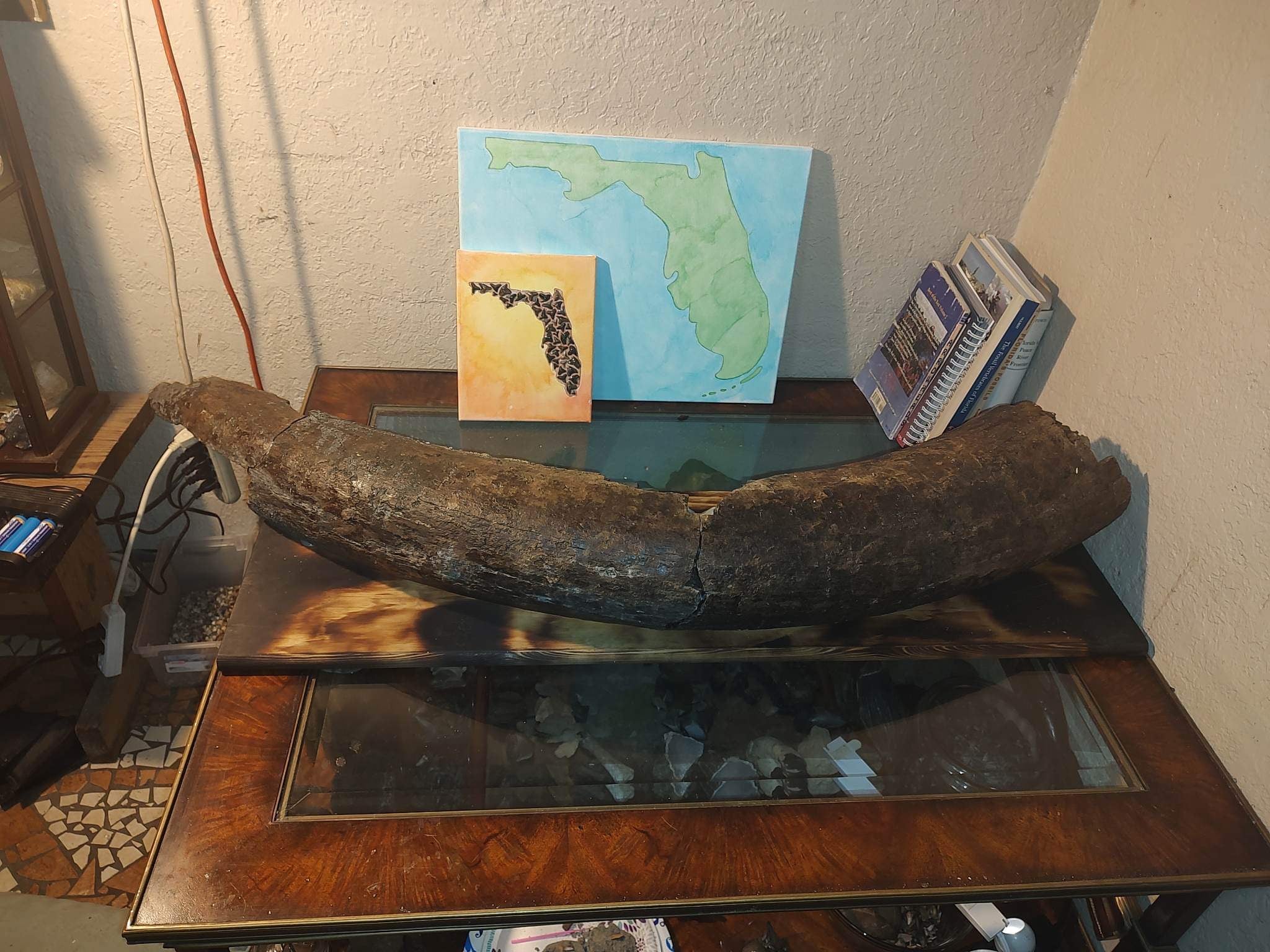 Peace River Diving Trips - February 24th/25th - Fossil Hunting Trips ...