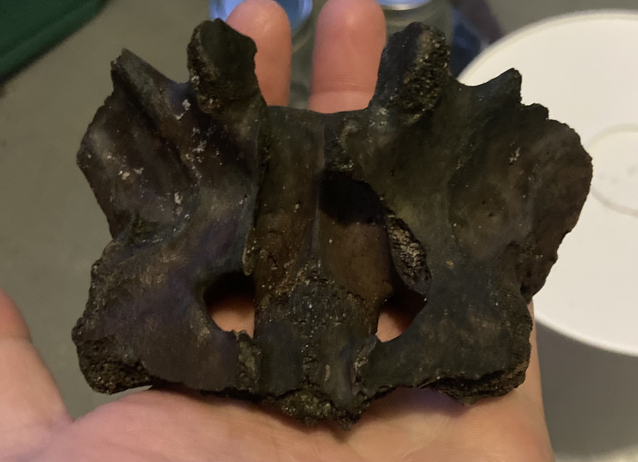 Sacrum vert - Peace River - Fossil ID - The Fossil Forum