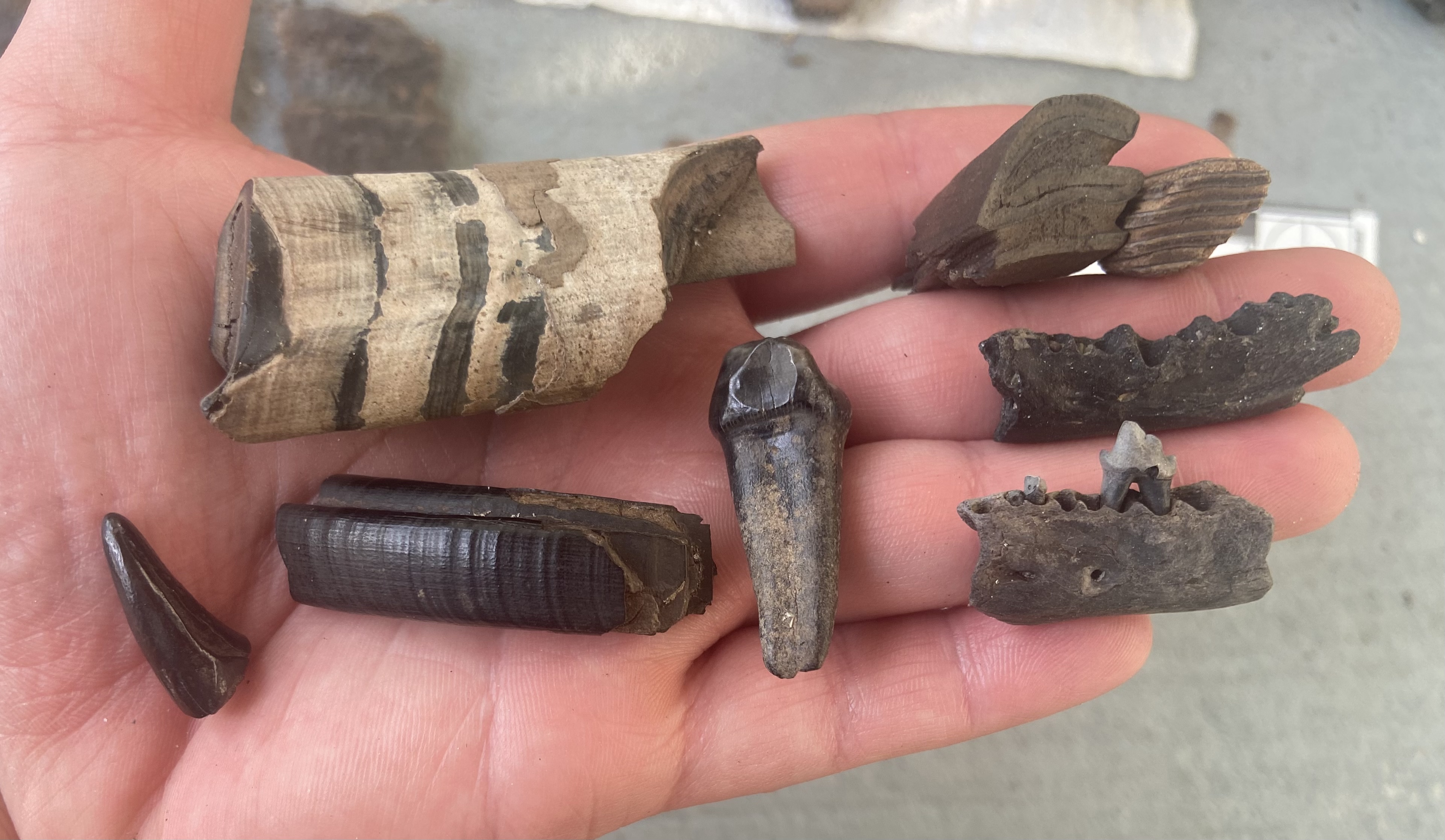 Peace River Diving Trips - February 24th/25th - Fossil Hunting Trips ...