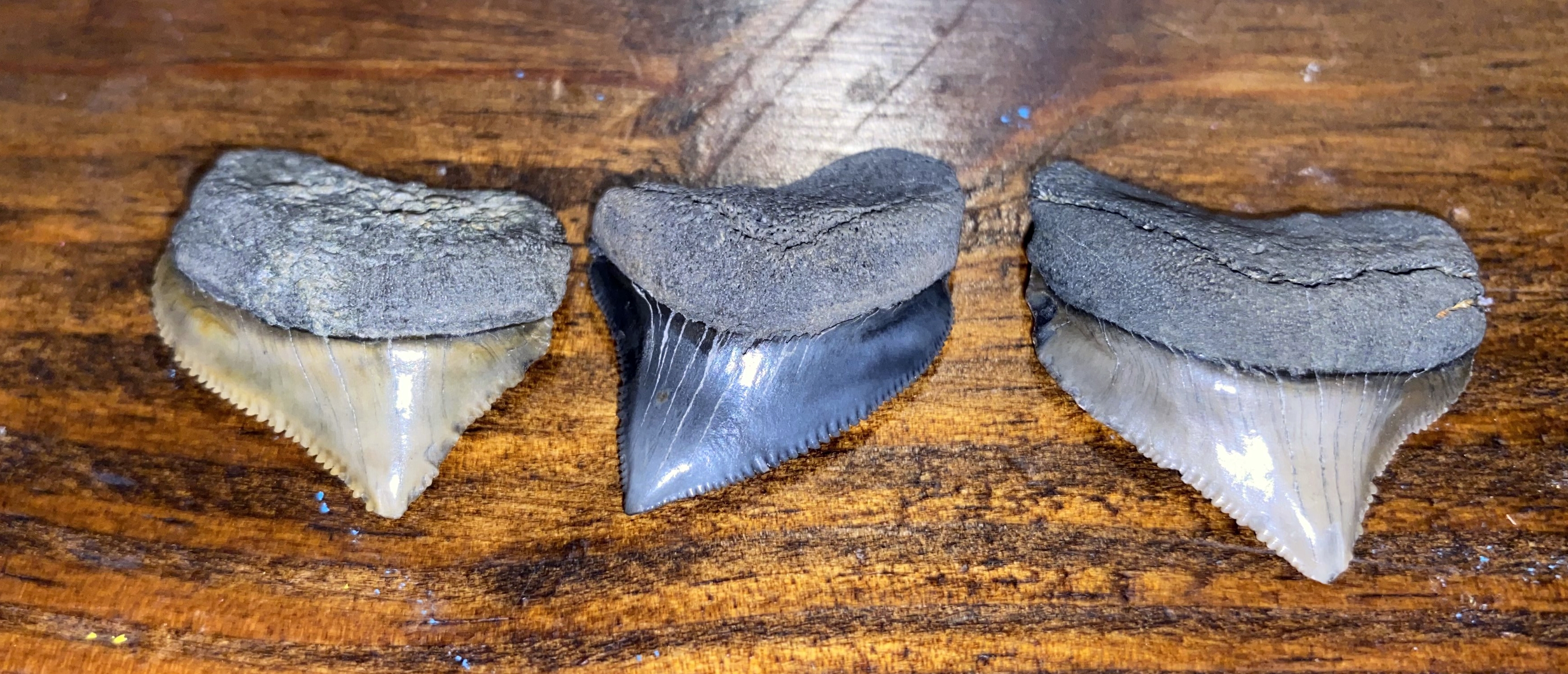 My best Crow shark teeth (personal finds) - Member Collections - The ...