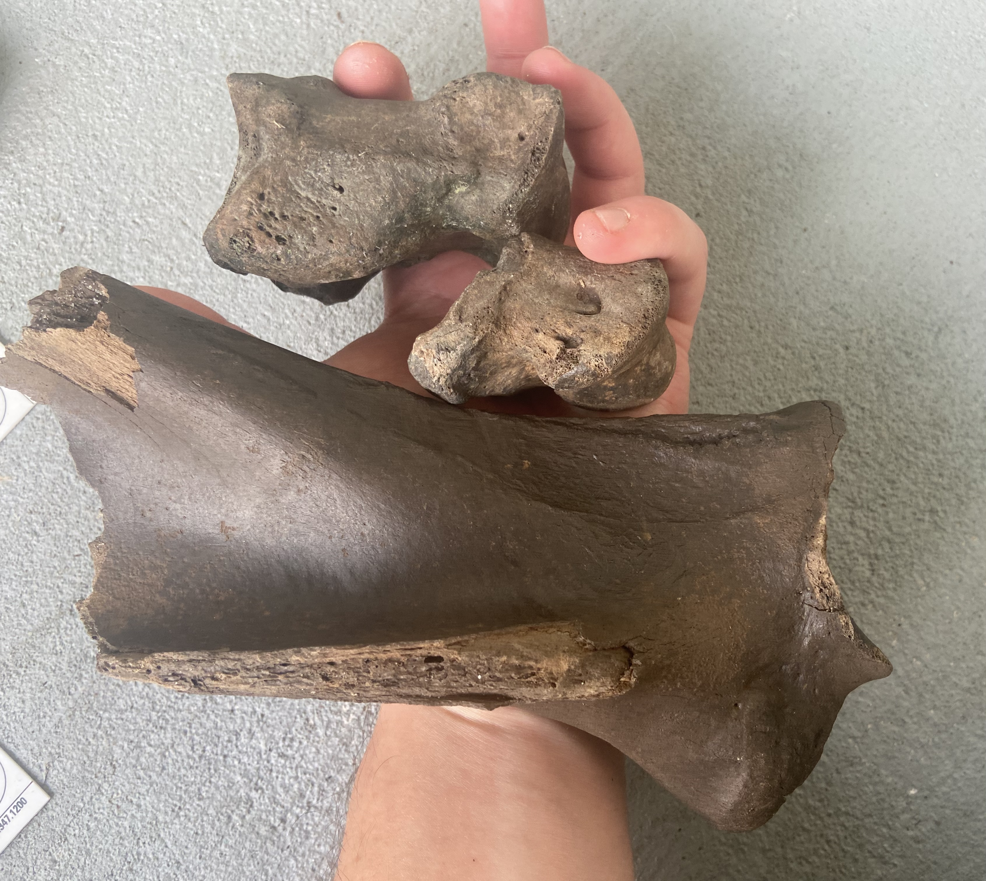 Peace River Diving Trips - February 24th/25th - Fossil Hunting Trips ...