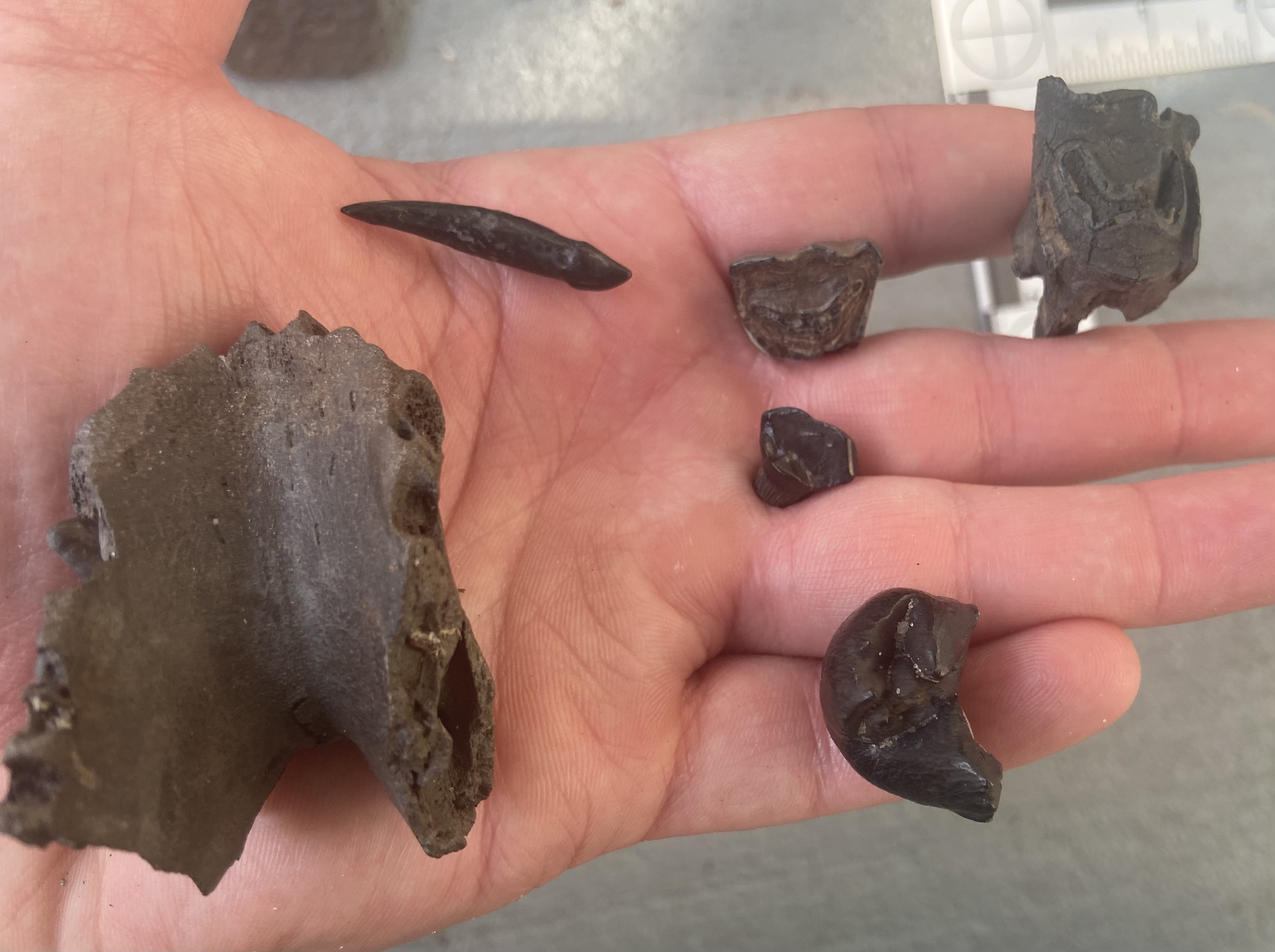 Peace River Diving Trips - February 24th/25th - Fossil Hunting Trips ...