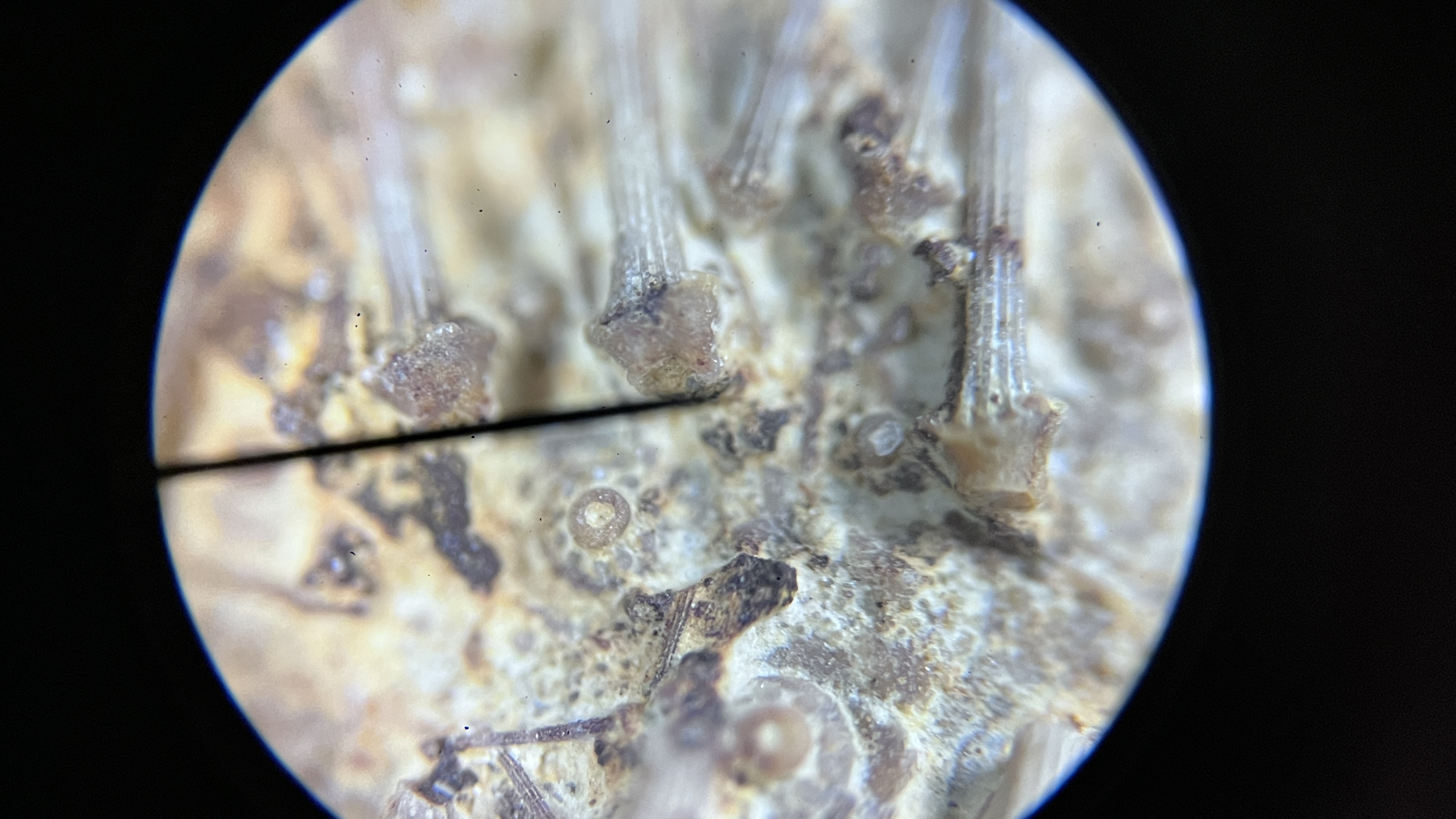 Wintermester fossils 2023 - Fossil Hunting Trips - The Fossil Forum