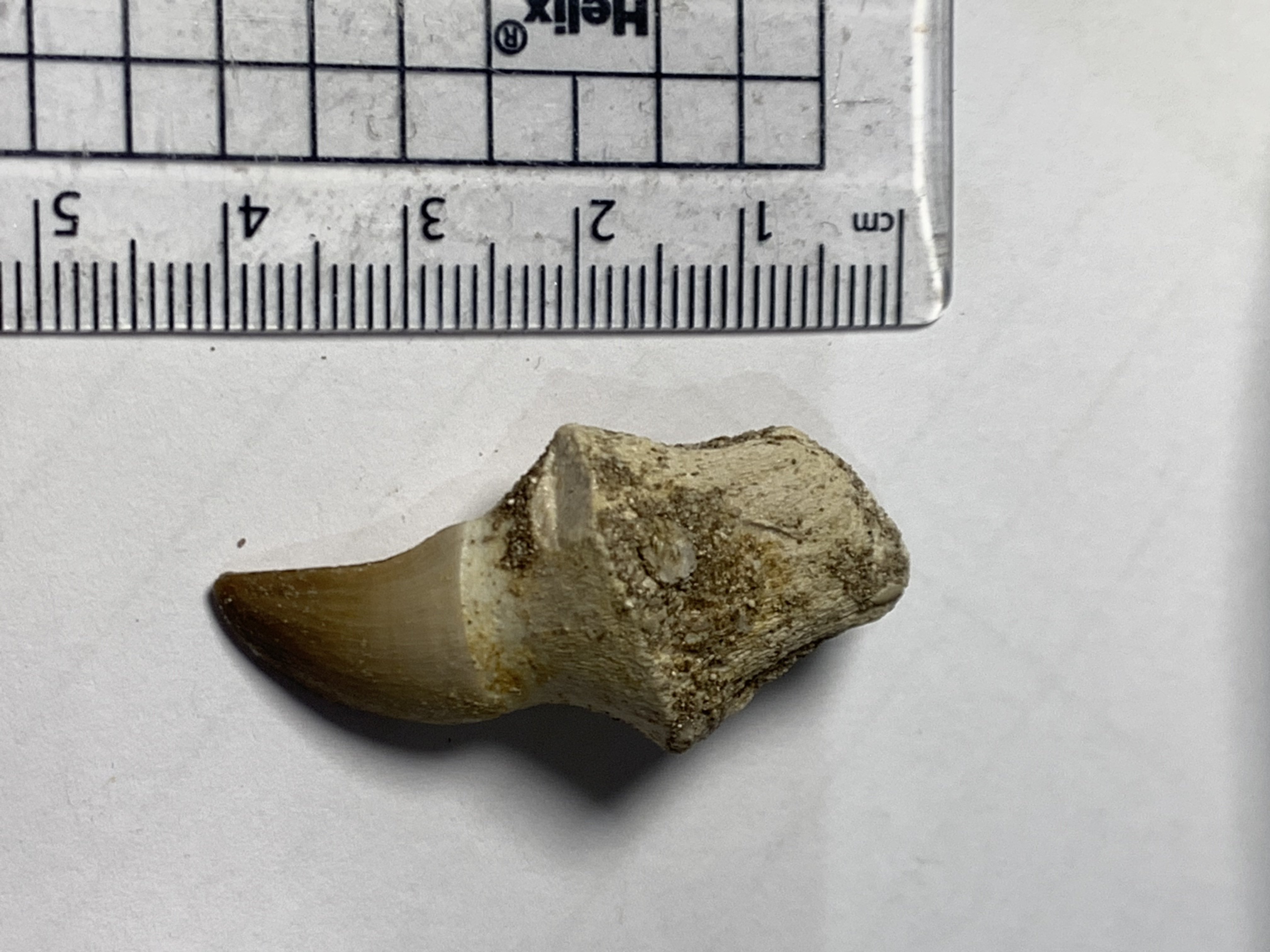 Moroccan mosasaur teeth - Fossil ID - The Fossil Forum