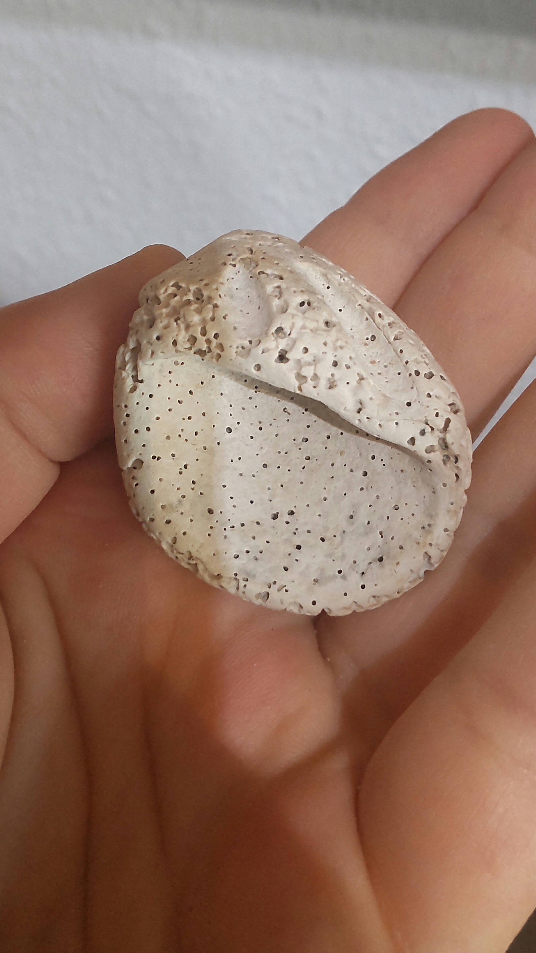 Fossilized seashells identification - Fossil ID - The Fossil Forum
