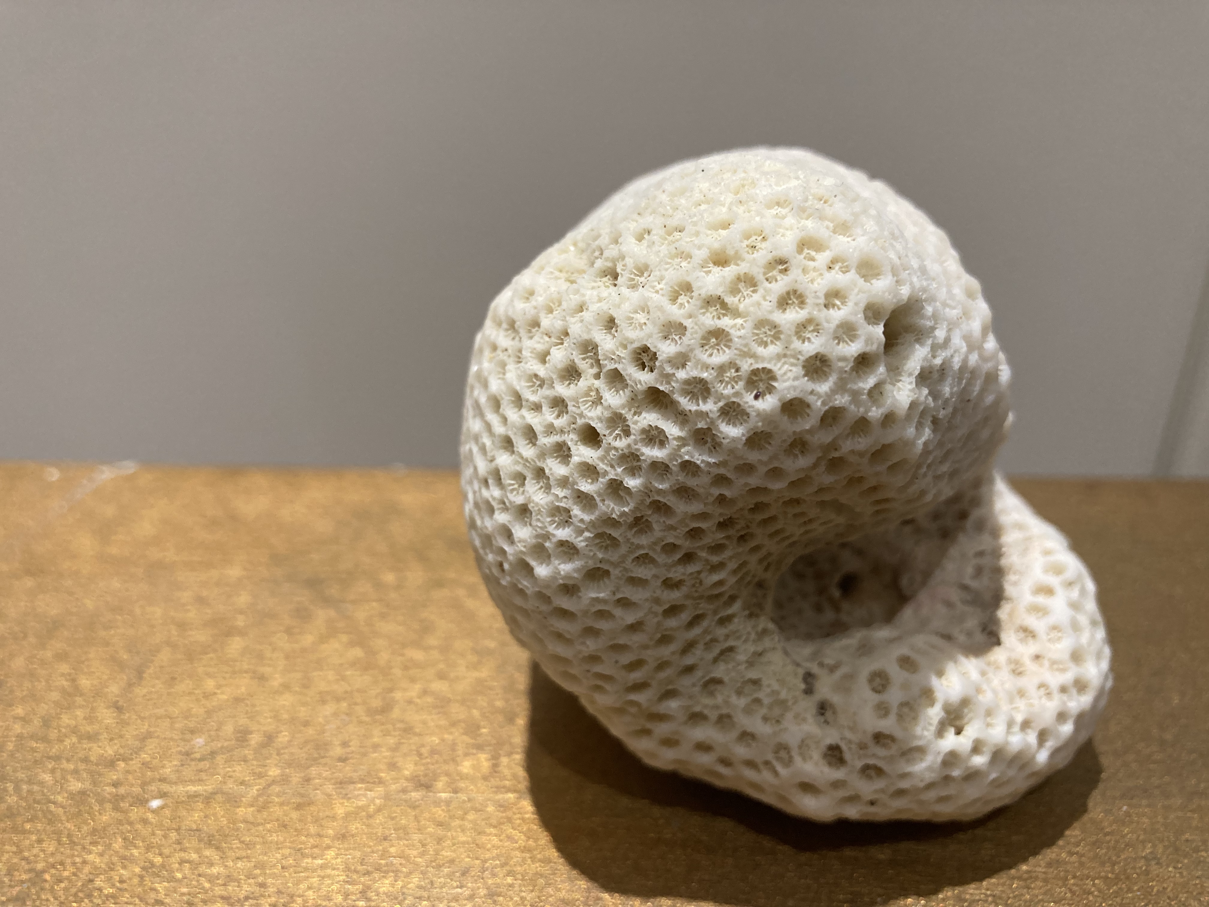 Fossil sea sponge - Fossil ID - The Fossil Forum