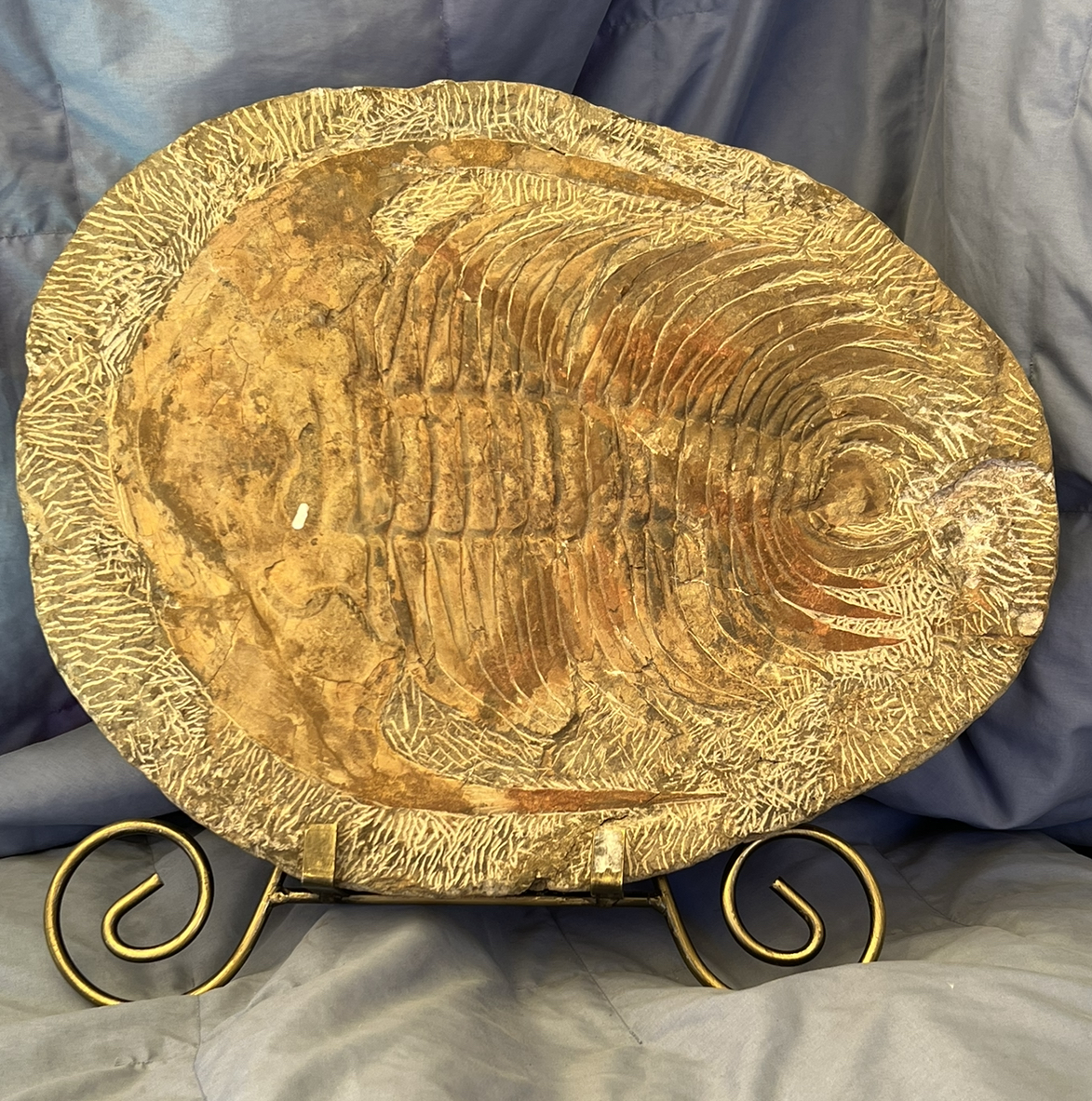 Is this Real or Fake - Is It Real? How to Recognize Fossil Fabrications ...