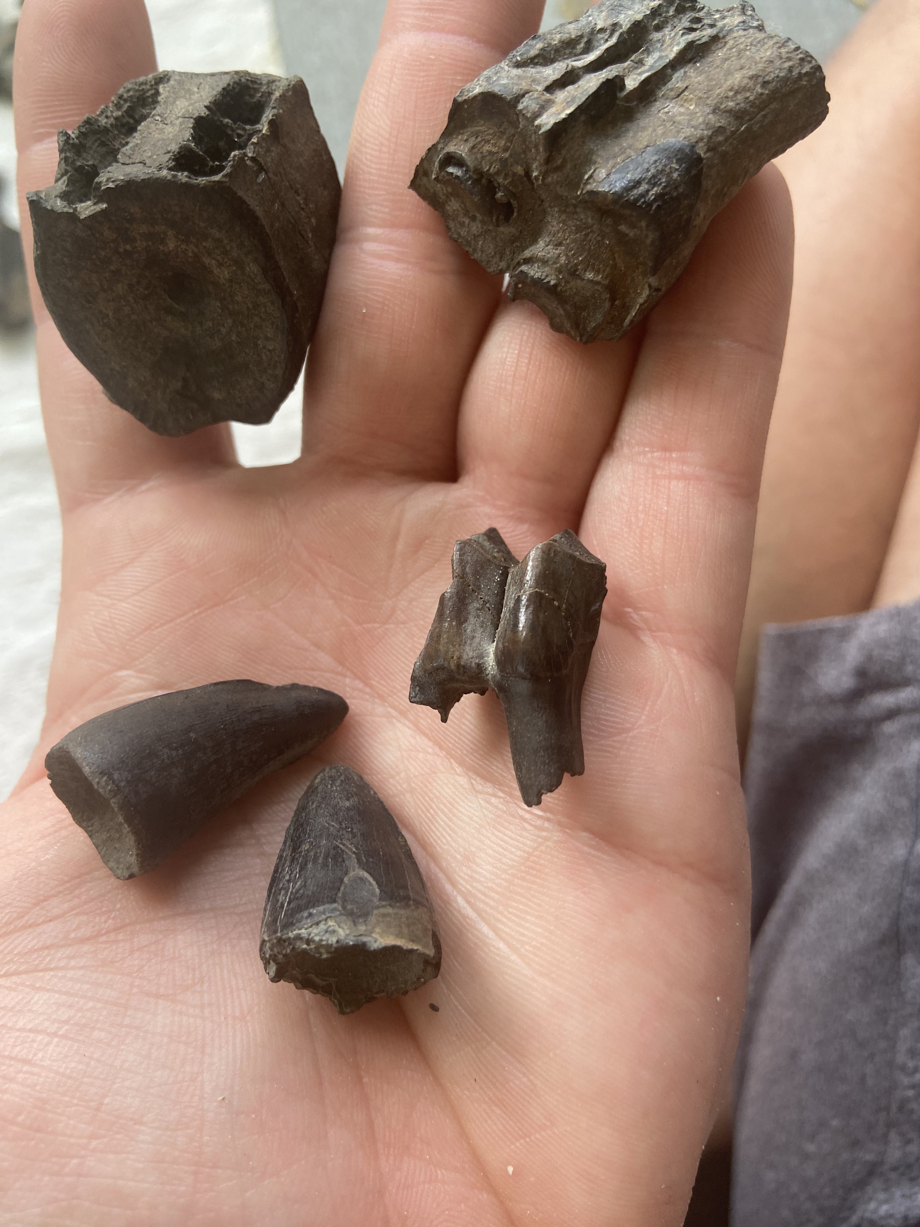 Peace River Diving again! - Fossil Hunting Trips - The Fossil Forum