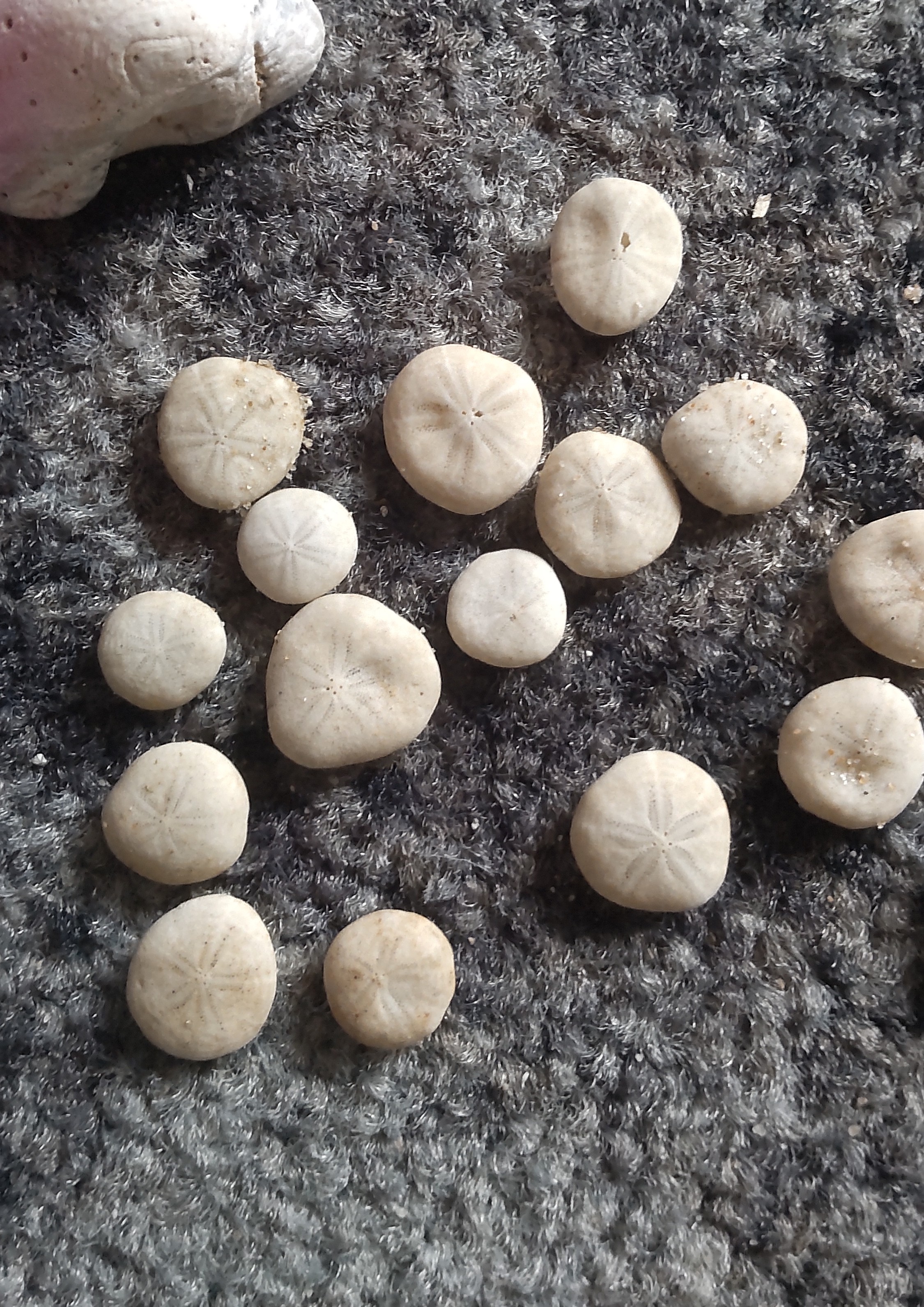 Can you please help me identify these beach (possible) fossils ...