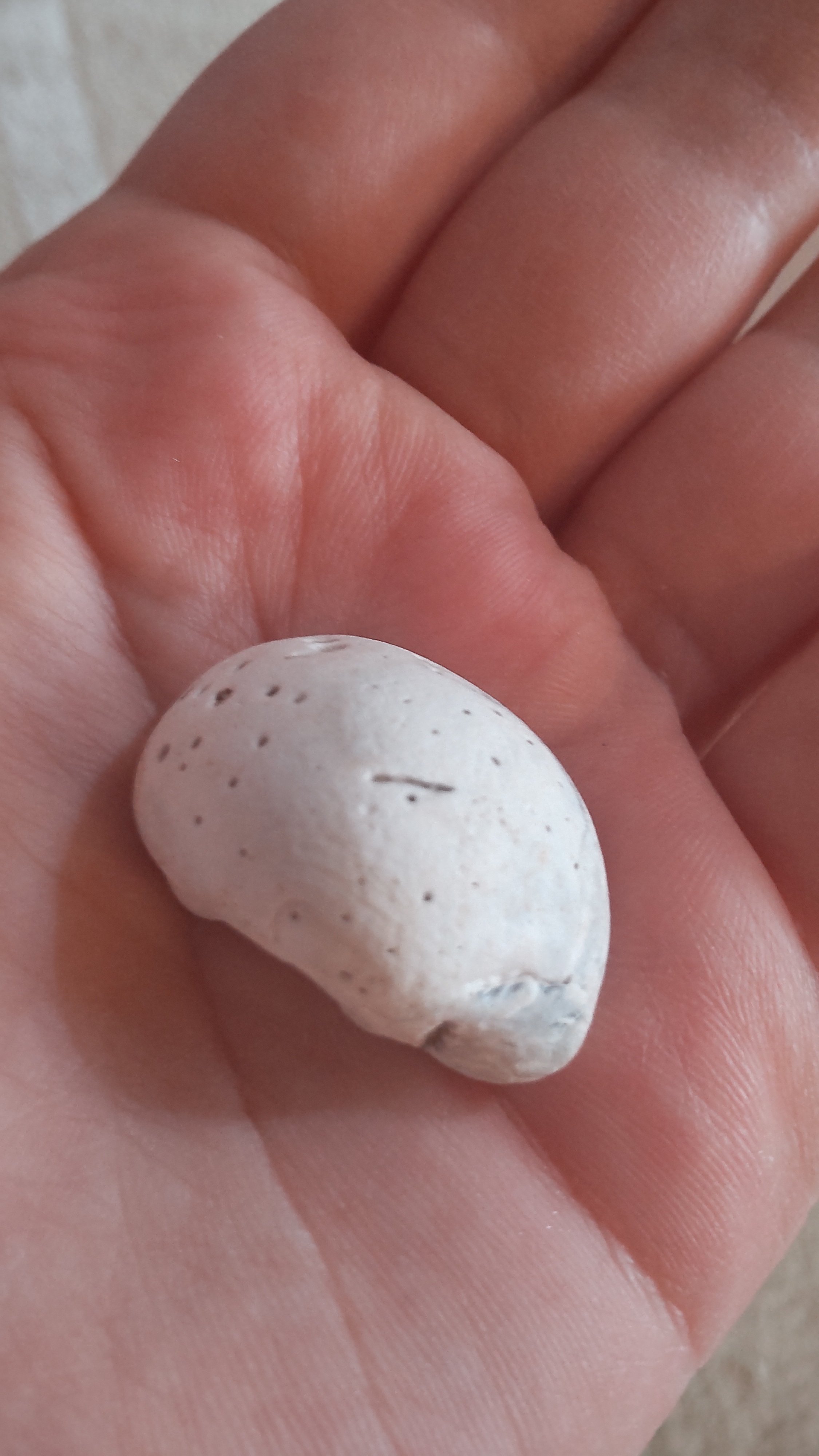 Fossilized seashells identification - Fossil ID - The Fossil Forum