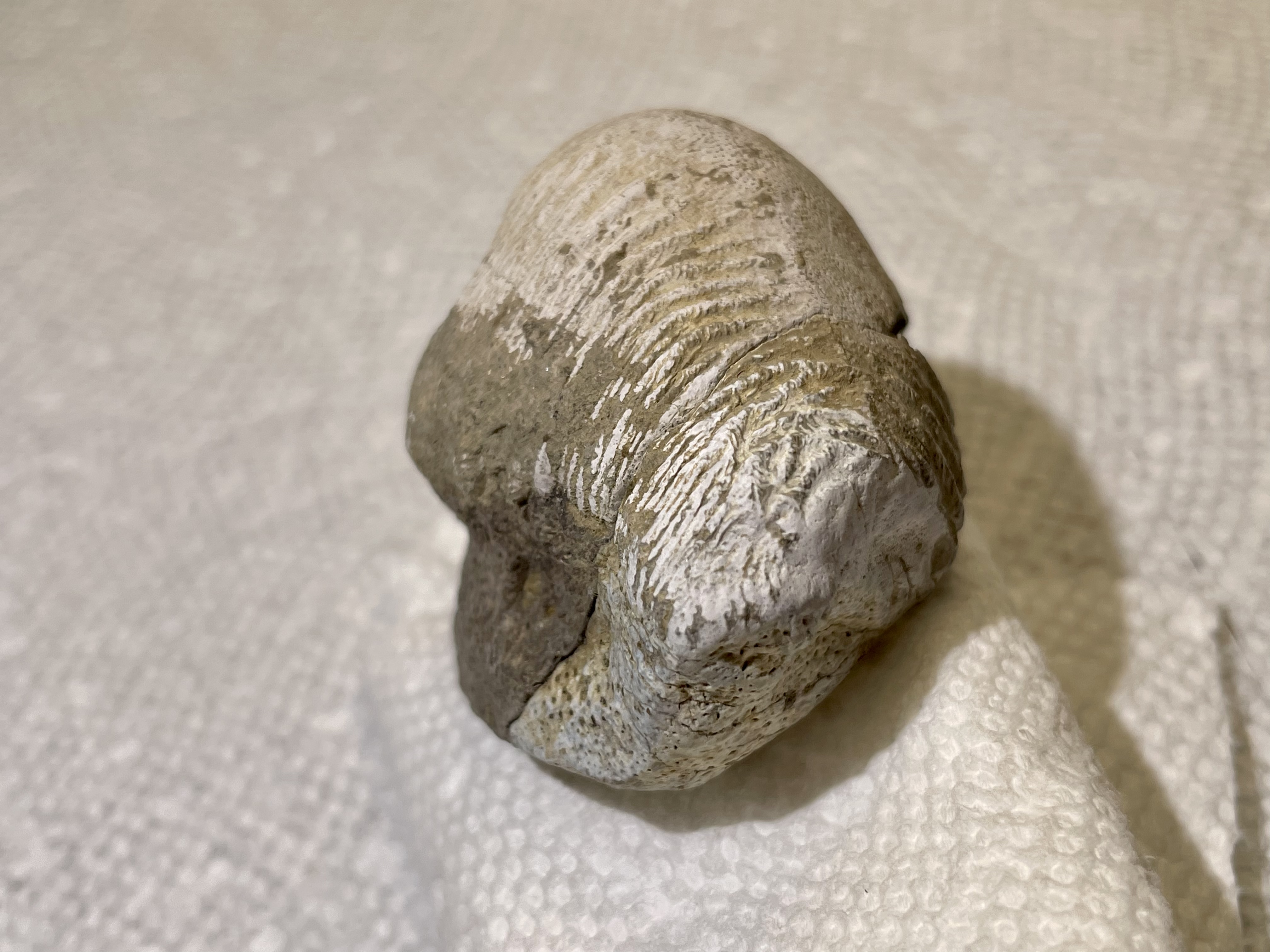 Big Crusher Shark Teeth? - Fossil ID - The Fossil Forum
