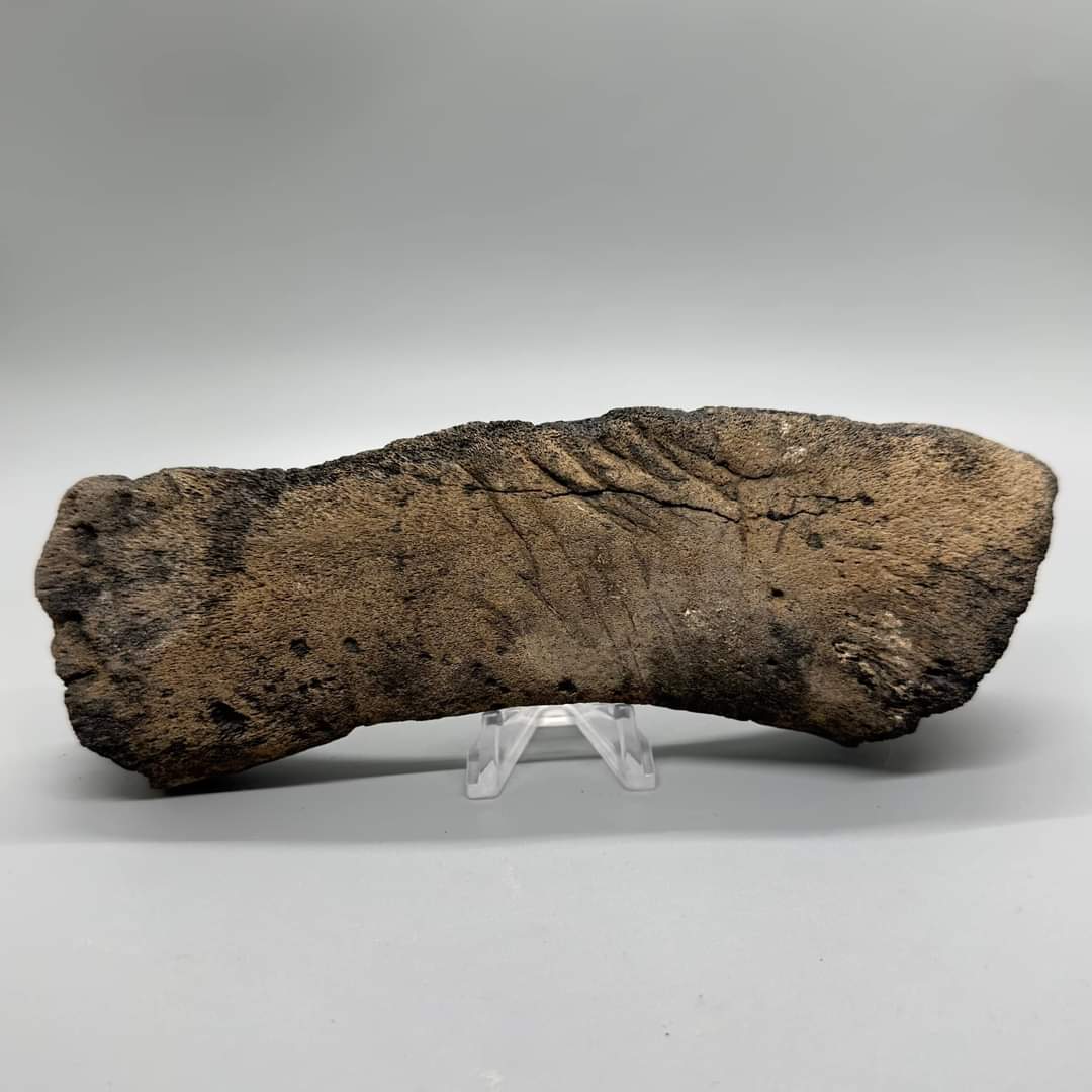 Whale fossil with megalodon bite marks? - Is It Real? How to Recognize ...