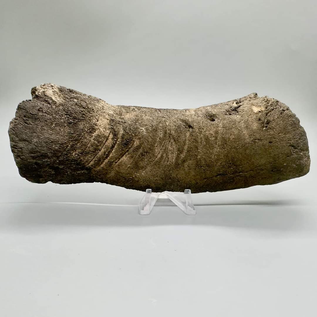 Whale fossil with megalodon bite marks? - Is It Real? How to Recognize ...