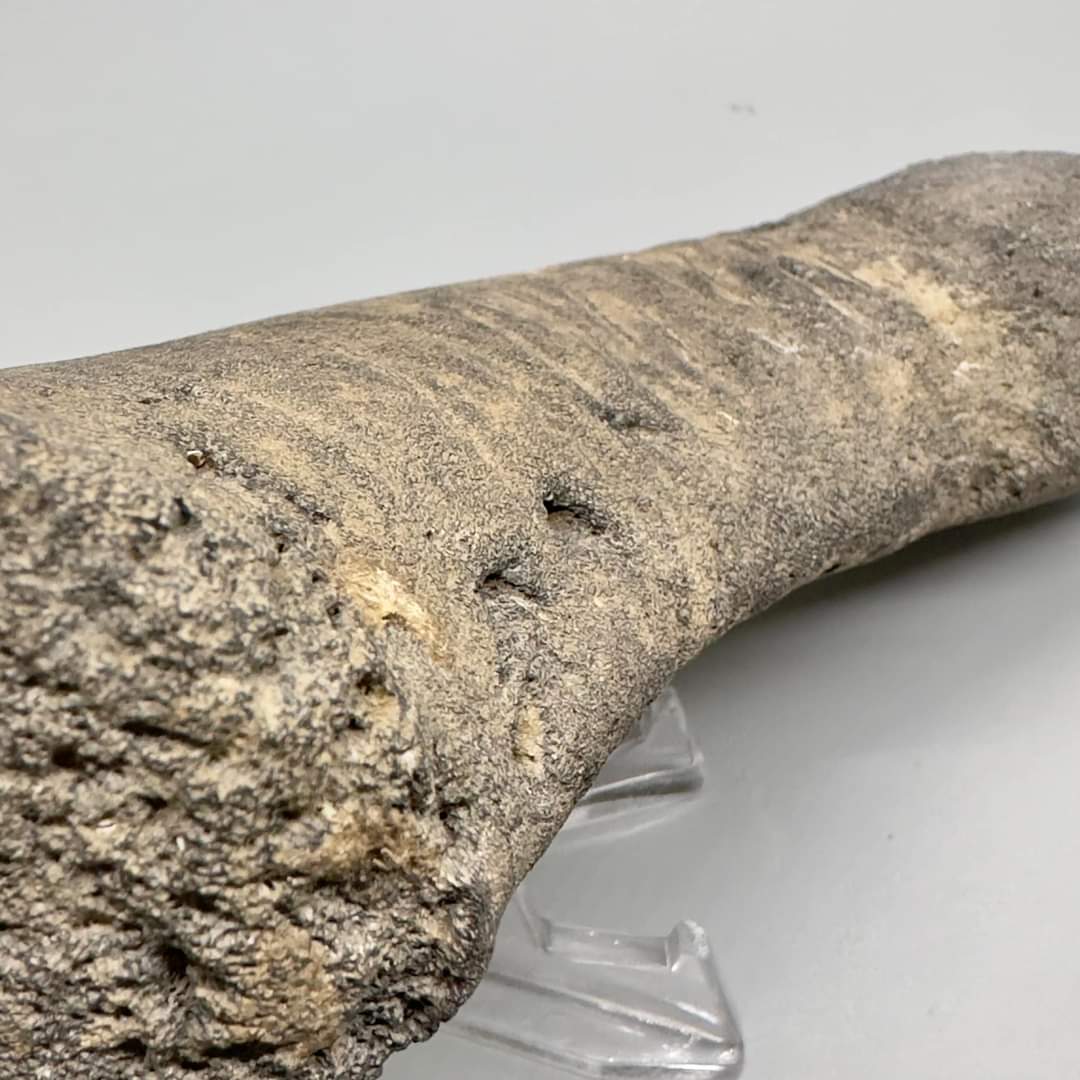 Whale fossil with megalodon bite marks? - Is It Real? How to Recognize ...