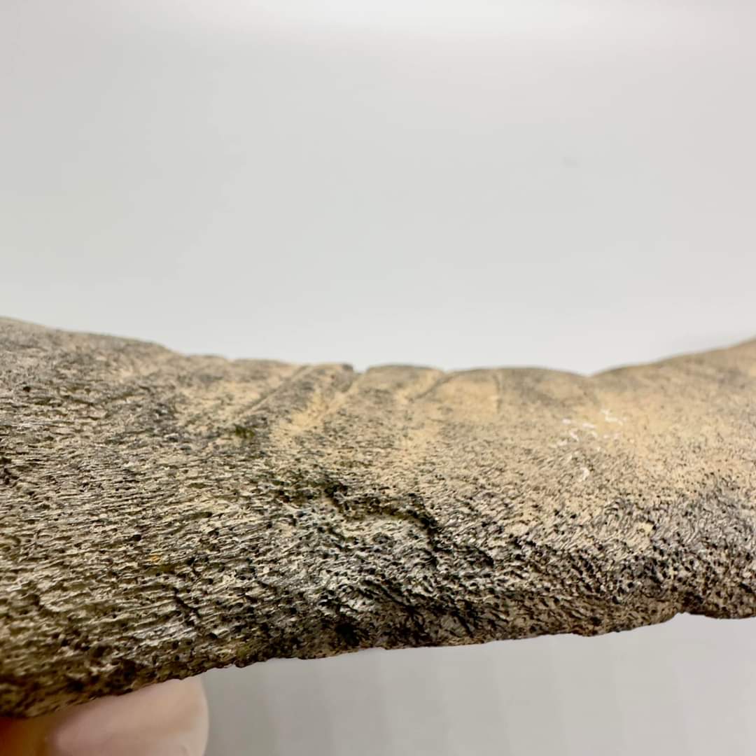 Whale fossil with megalodon bite marks? - Is It Real? How to Recognize ...