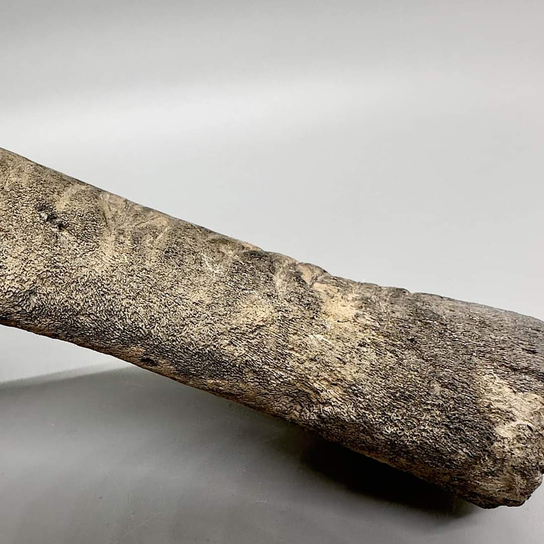 Whale fossil with megalodon bite marks? - Is It Real? How to Recognize ...