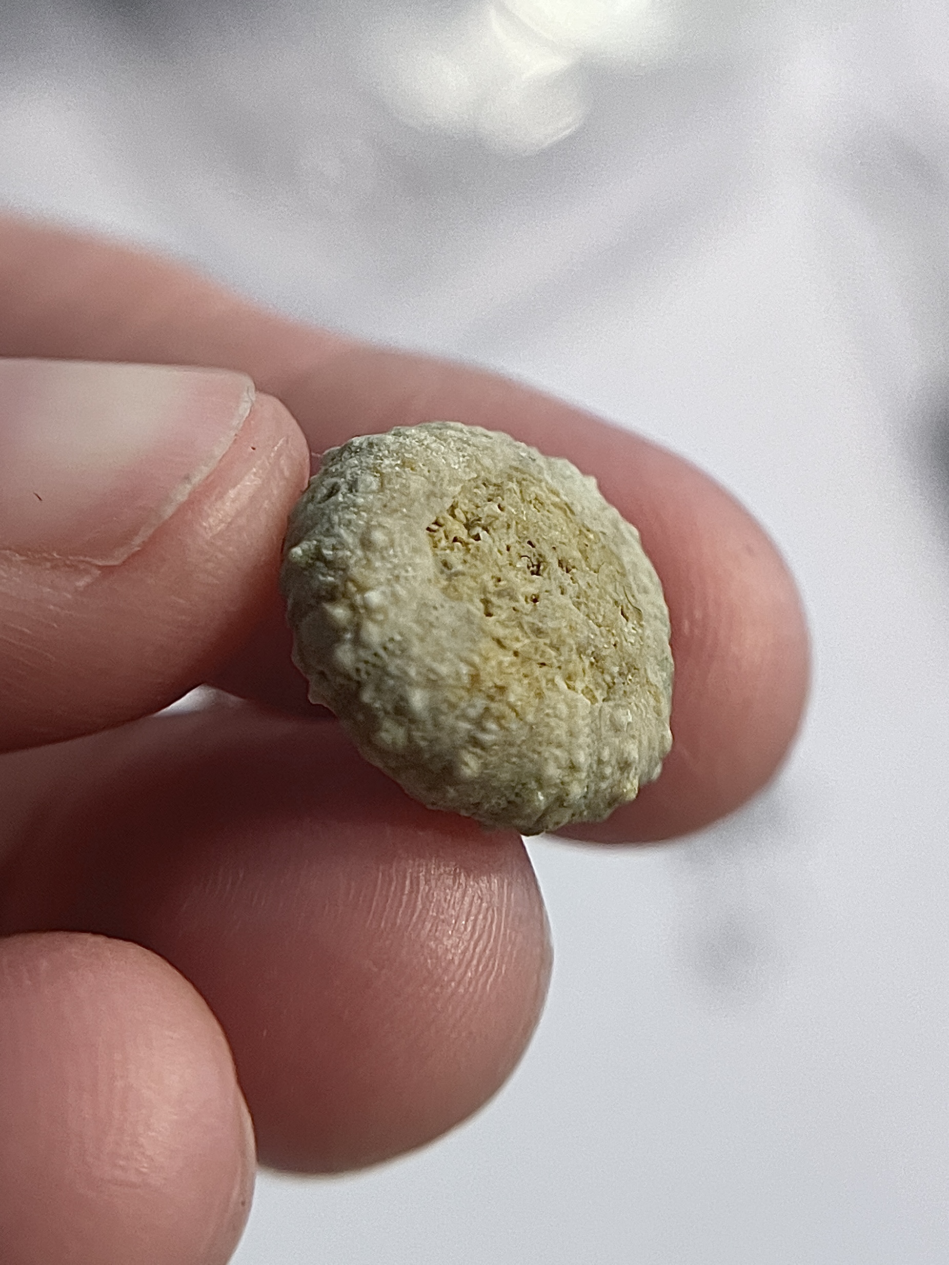 Spring Break finds 2023 - Fossil Hunting Trips - The Fossil Forum