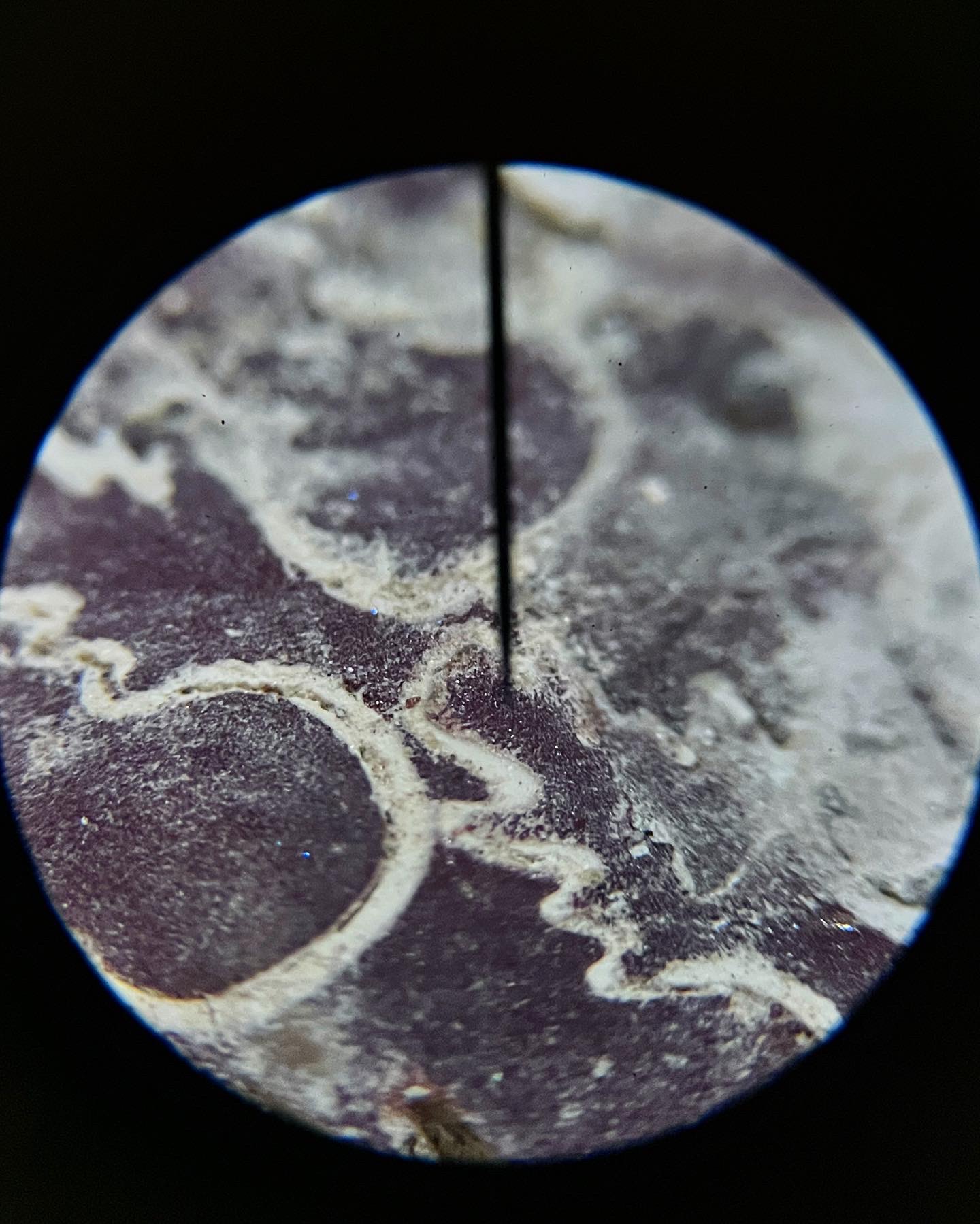 Wintermester fossils 2023 - Fossil Hunting Trips - The Fossil Forum