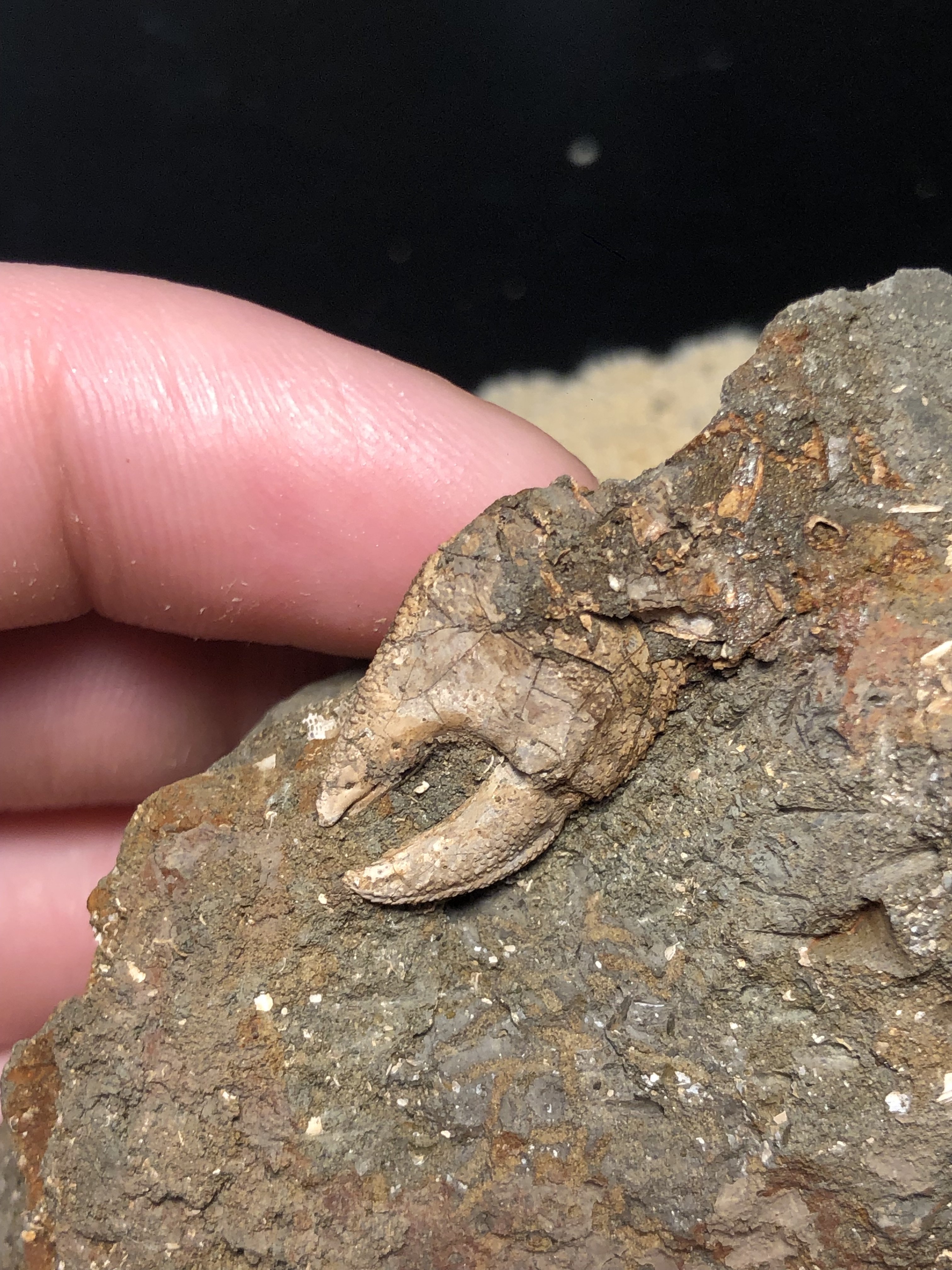 Whiskey Bridge crab claw - Fossil ID - The Fossil Forum
