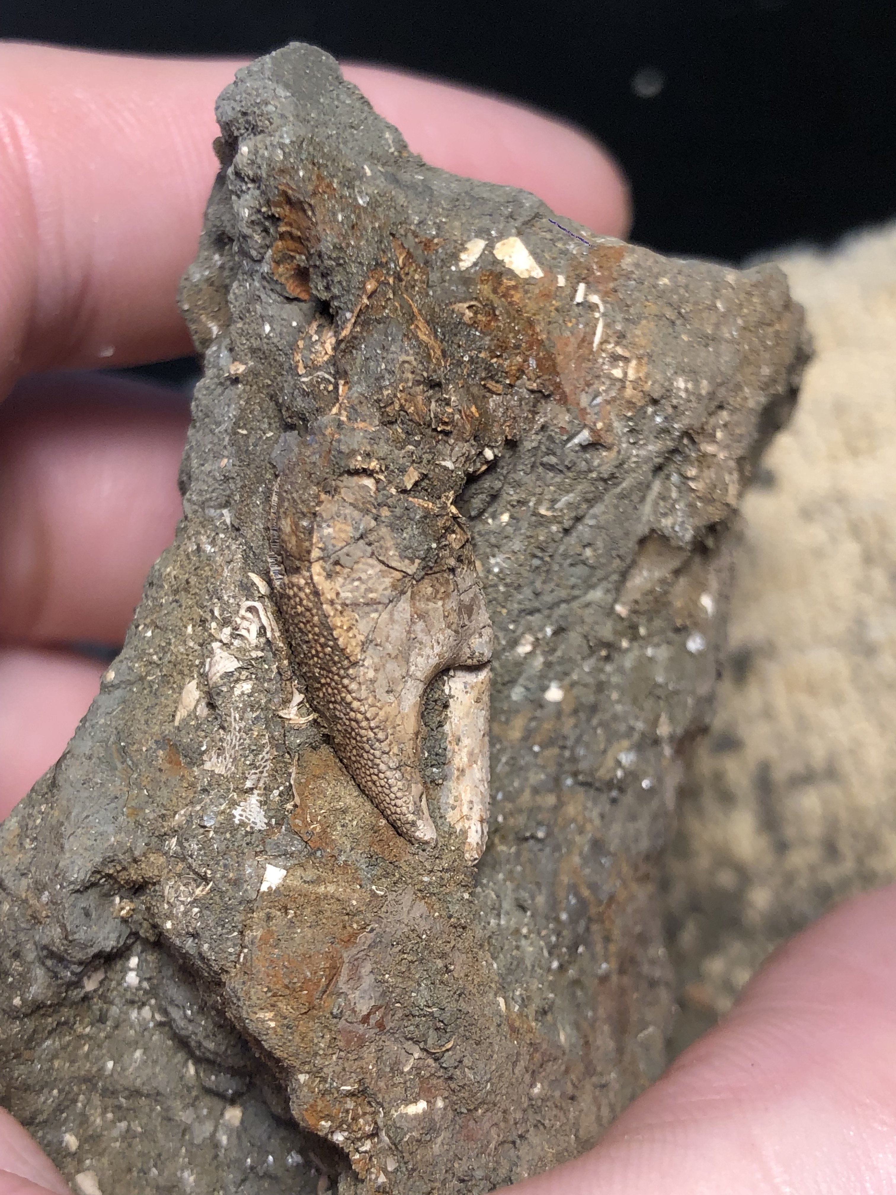 Whiskey Bridge crab claw - Fossil ID - The Fossil Forum