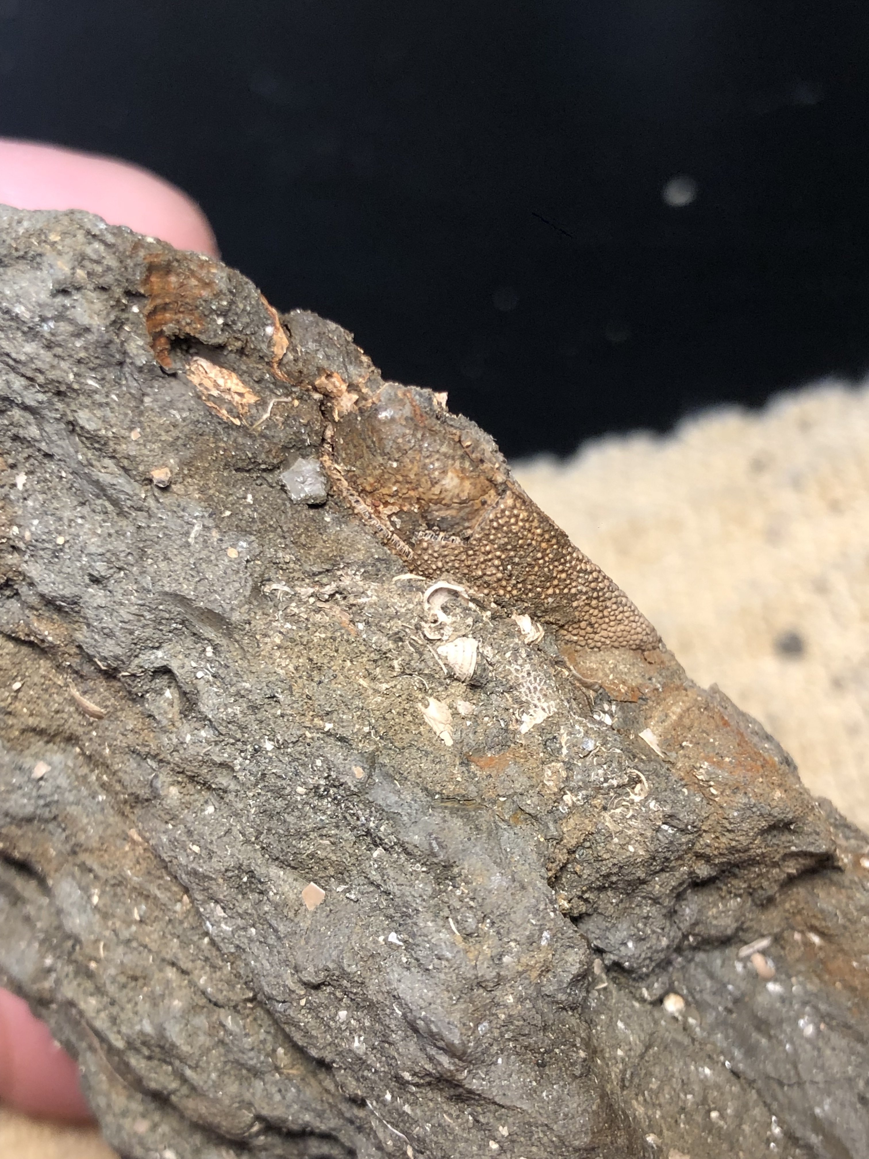 Whiskey Bridge crab claw - Fossil ID - The Fossil Forum