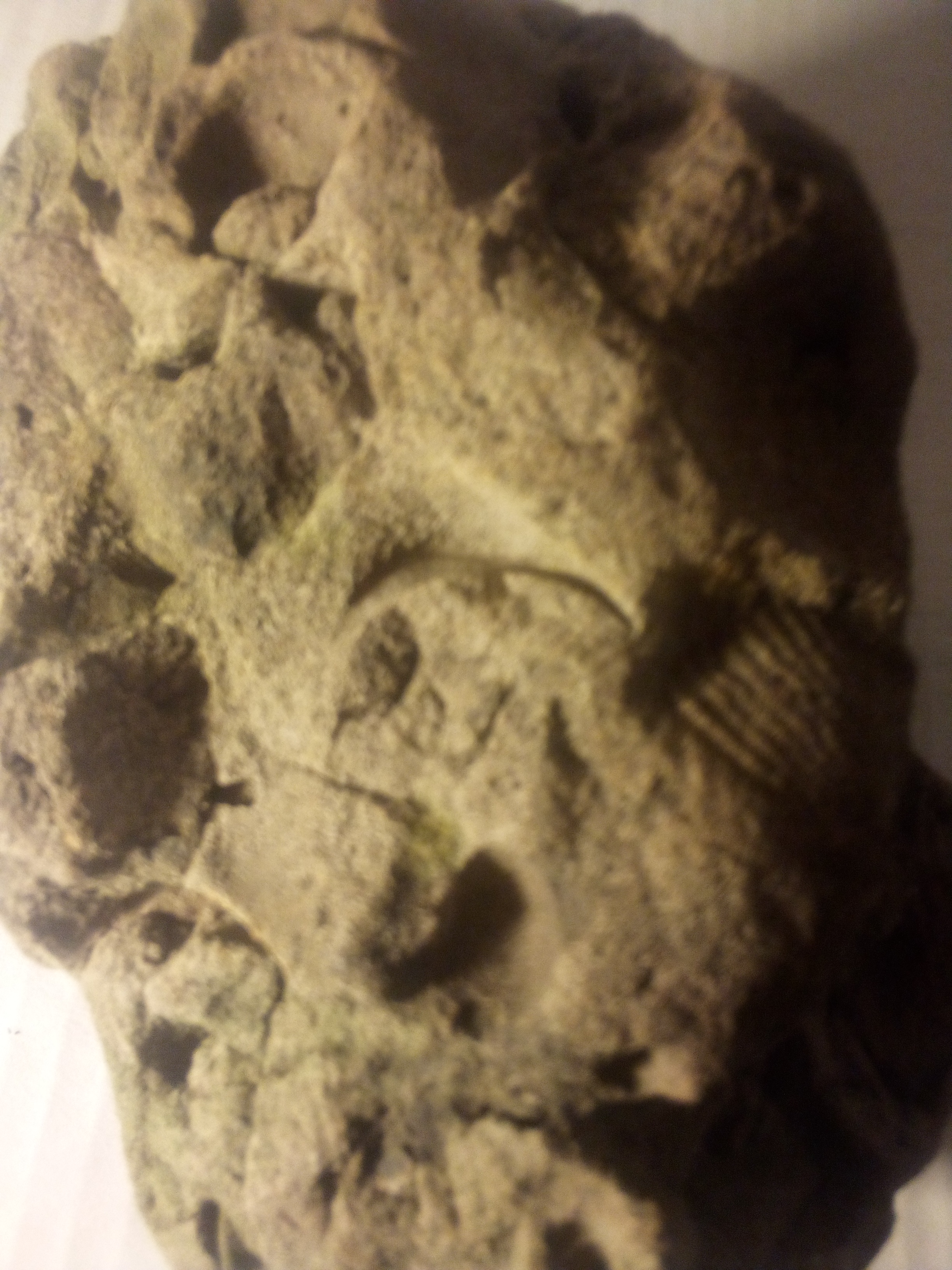 Fossil identification - Fossil ID - The Fossil Forum