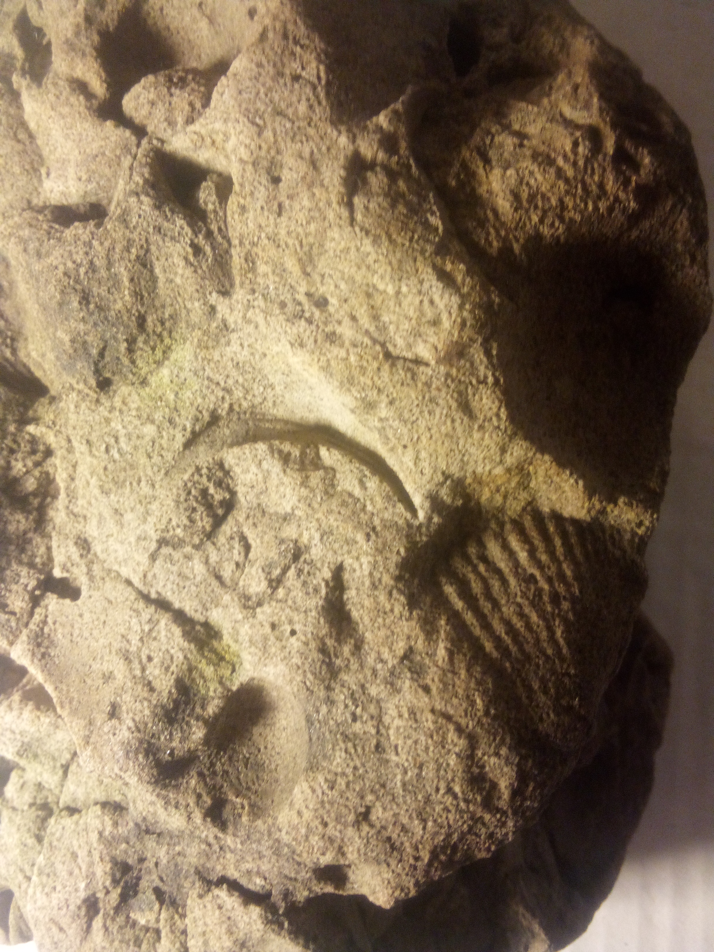 Fossil identification - Fossil ID - The Fossil Forum