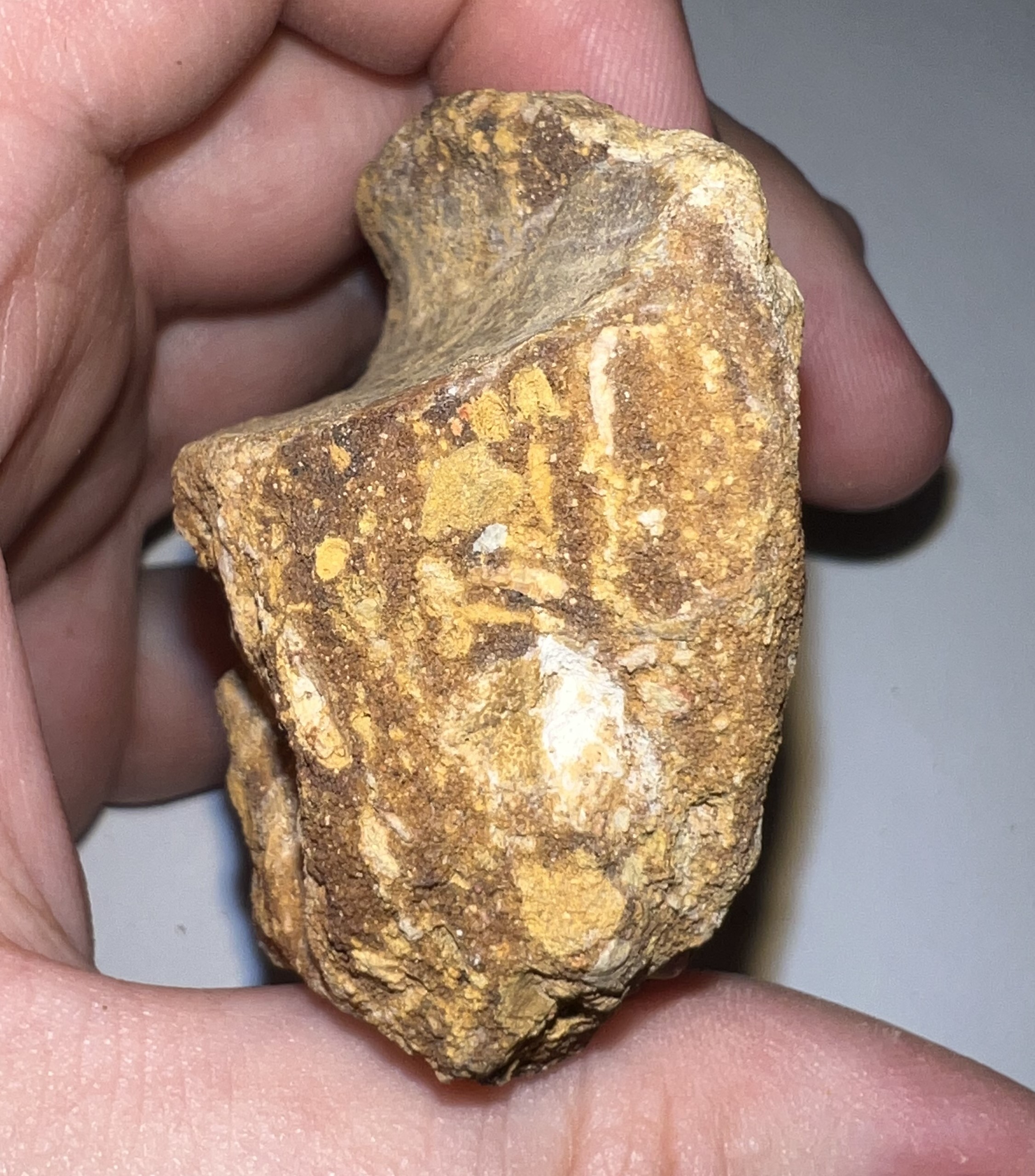 Kem Kem mystery bone id help no idea - Fossil ID - The Fossil Forum