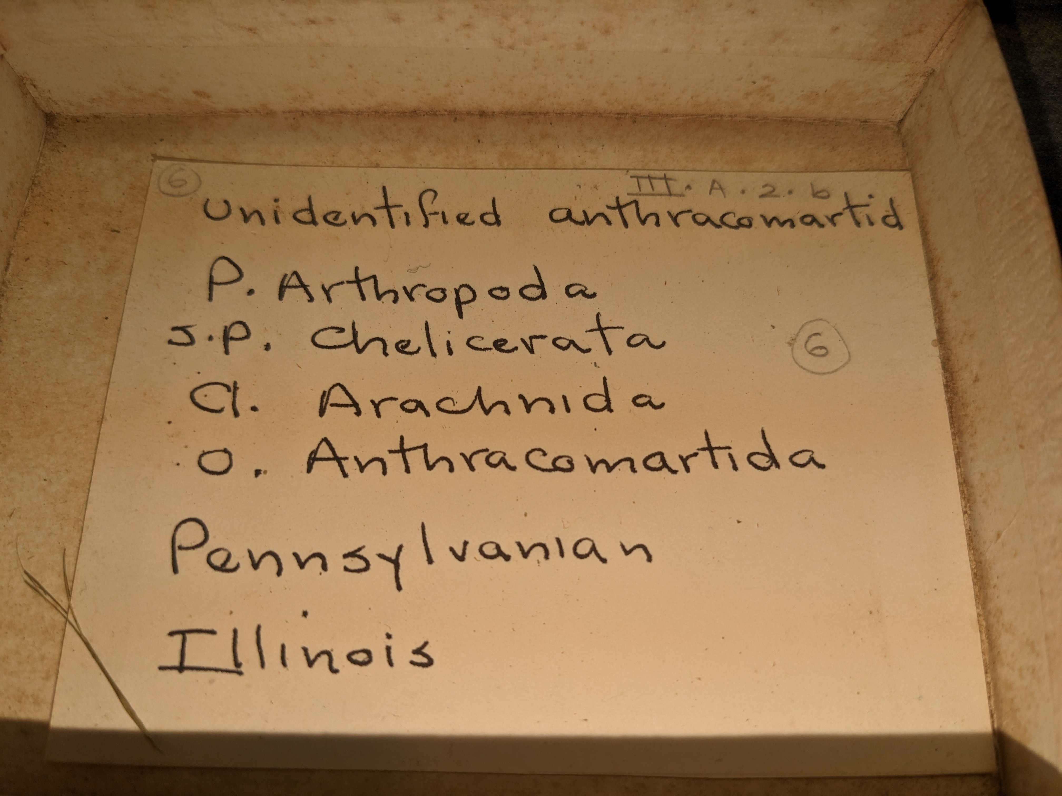Is this a Trigonotarbid? - Fossil ID - The Fossil Forum