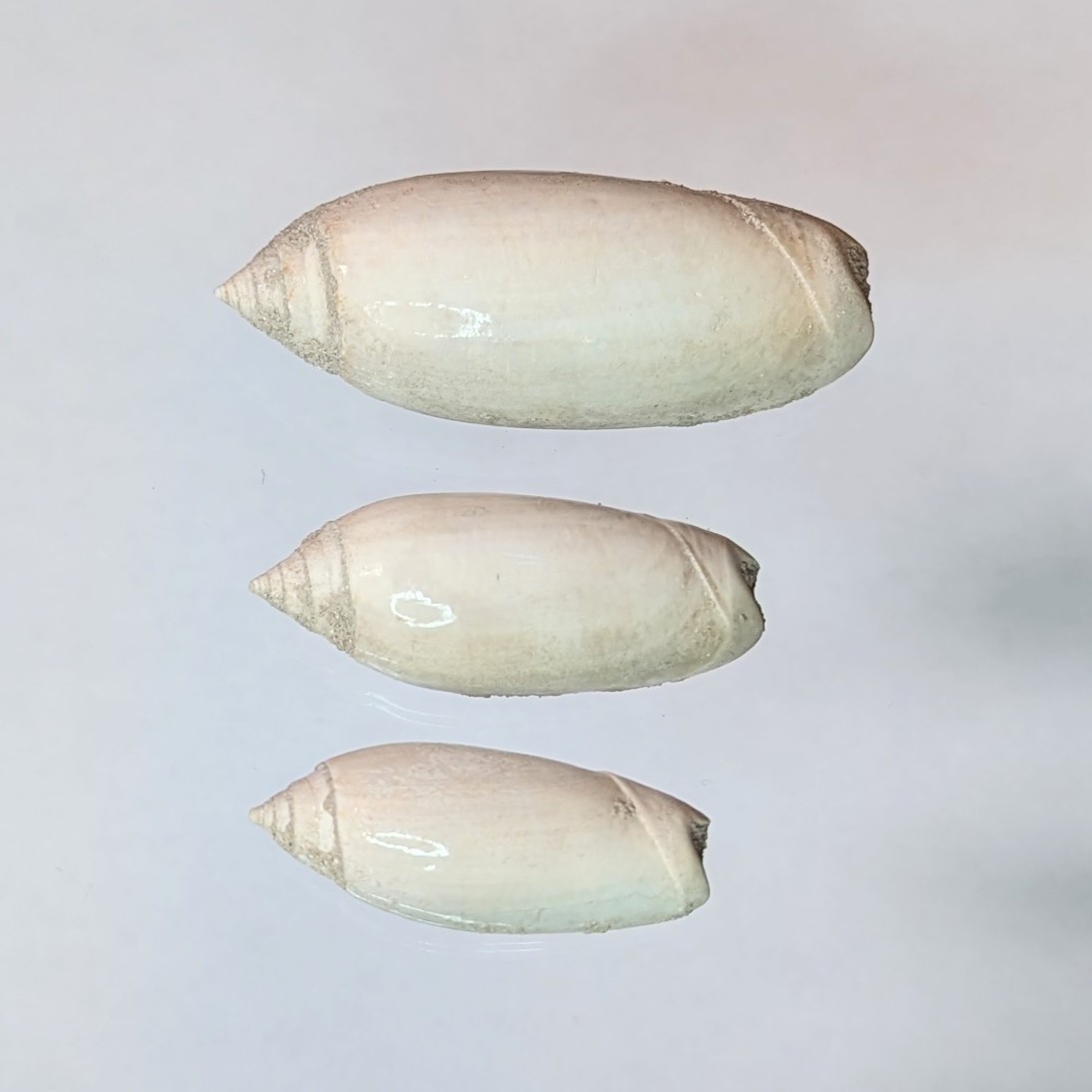 Florida fossil collecting - Fossil Hunting Trips - The Fossil Forum
