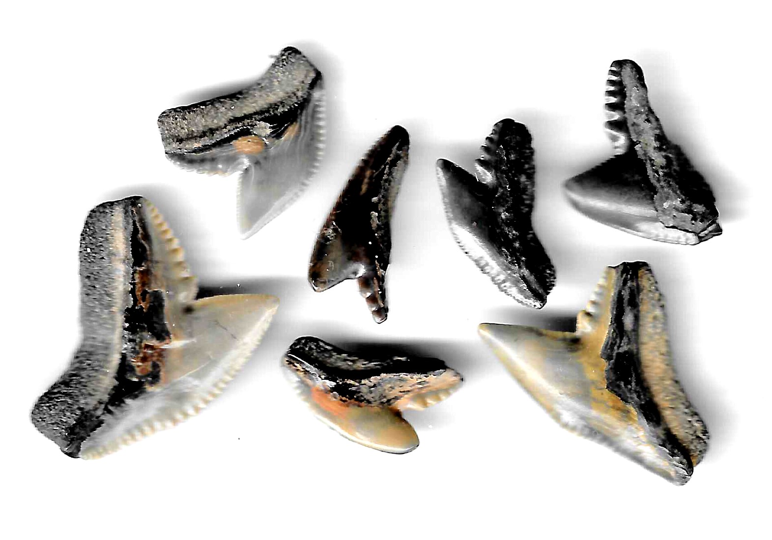 Shark tooth, two jaw bone pieces(?) and a worm/ leech(?) IDs please ...
