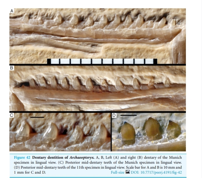 Archaeopteryx lithographica-tooth? - Fossil ID - The Fossil Forum