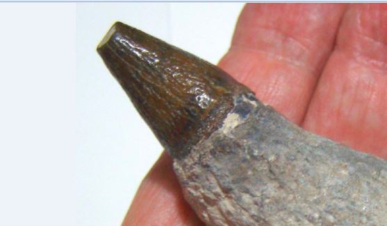 Great day along the Calvert Cliffs (Rare find) - Fossil Hunting Trips ...