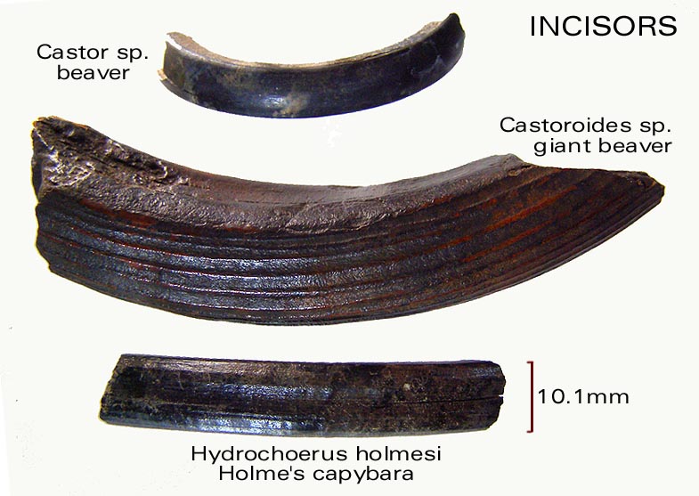 Giant beaver upper incisor chunk? Peace River Florida ID help, please ...