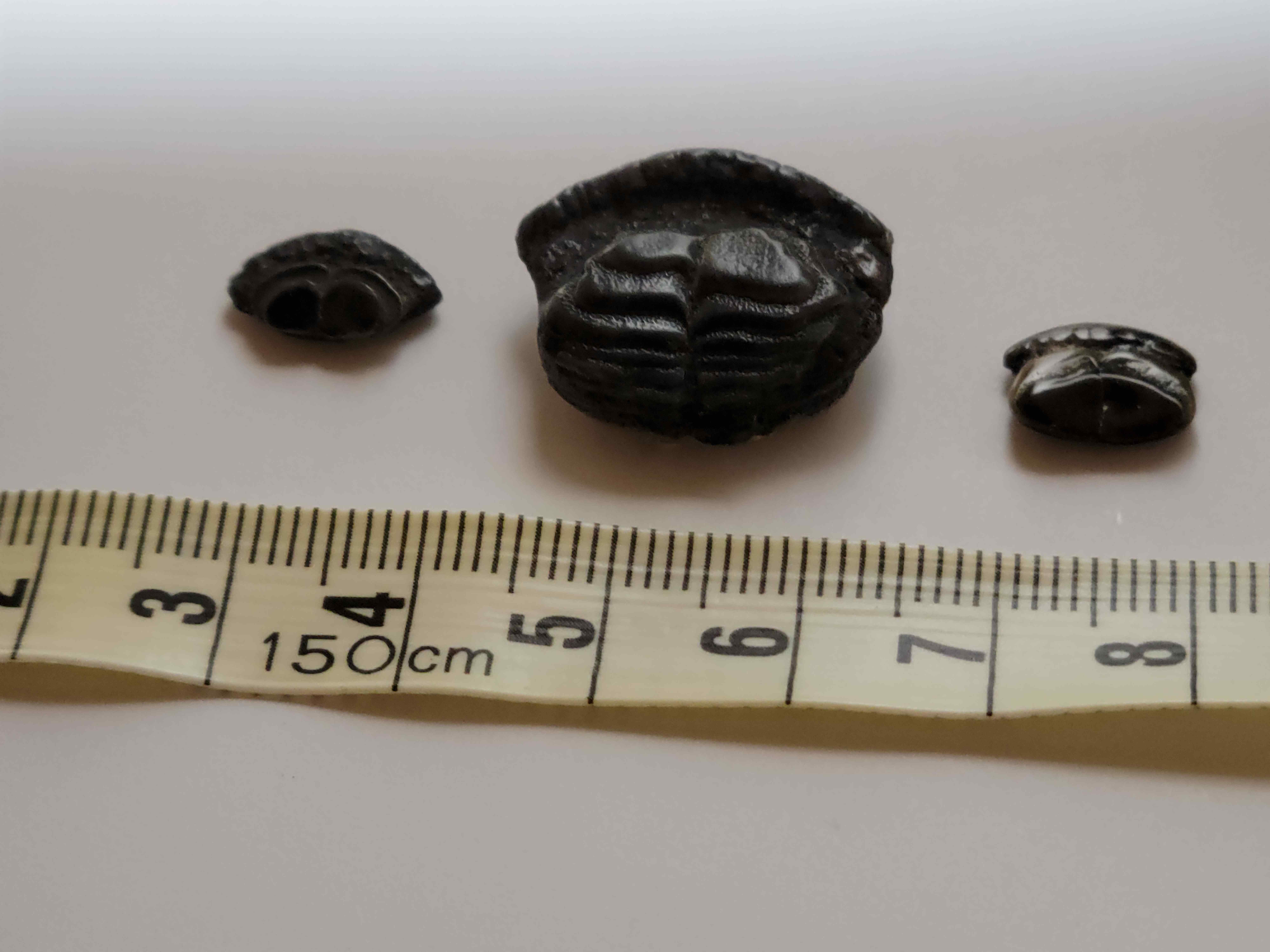 Burr fish Mouth Plates - Member Collections - The Fossil Forum