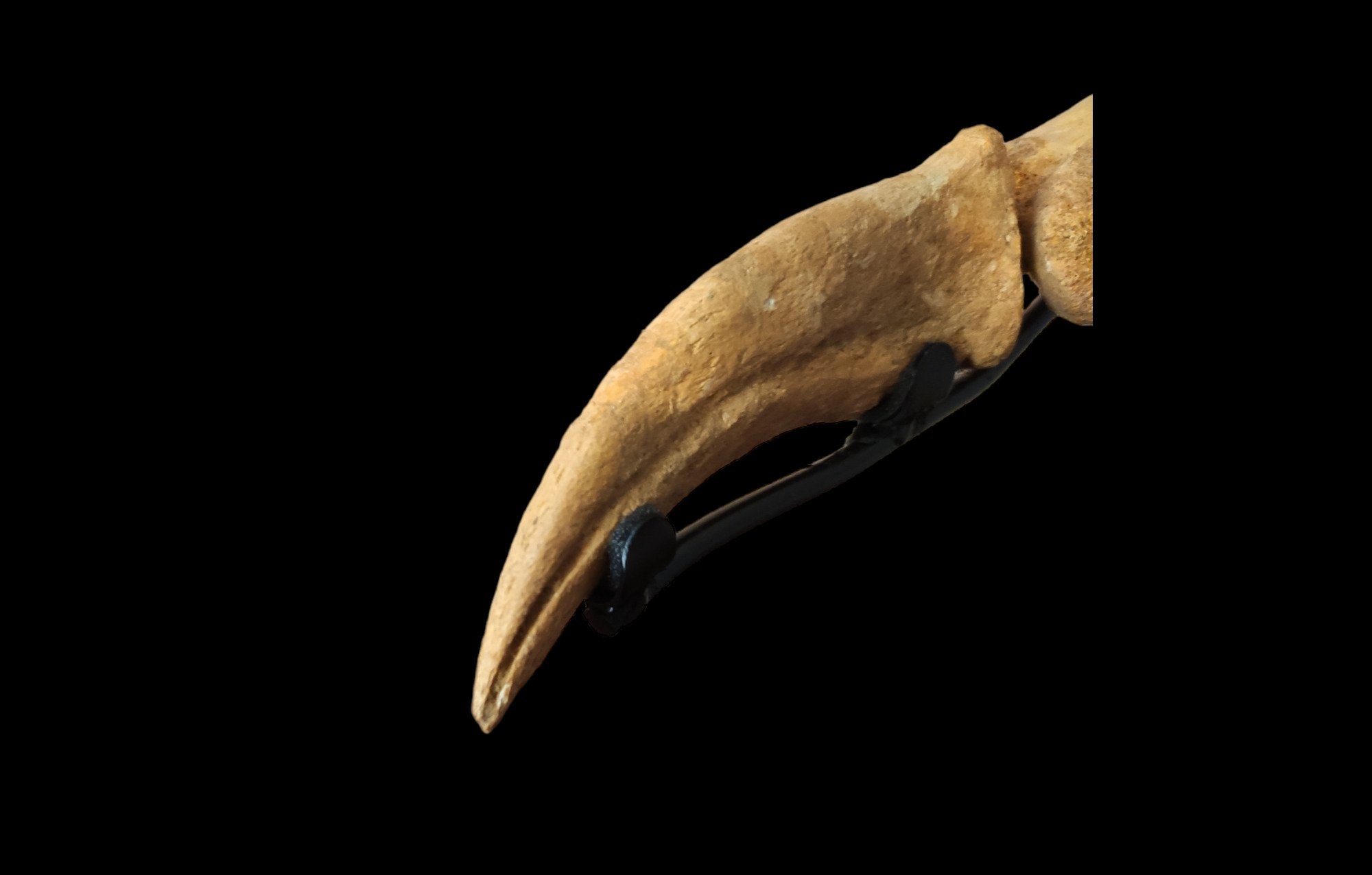 Spinosaurus Aegyptiacus - complete natural finger? - Fossil ID - The ...